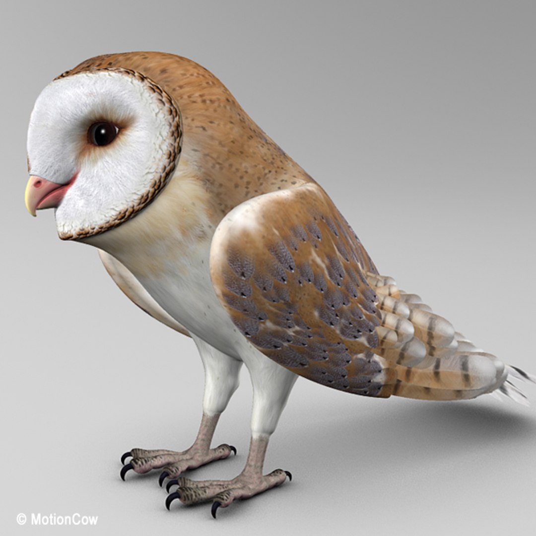 Realistic Barn Owl Folded 3d Model