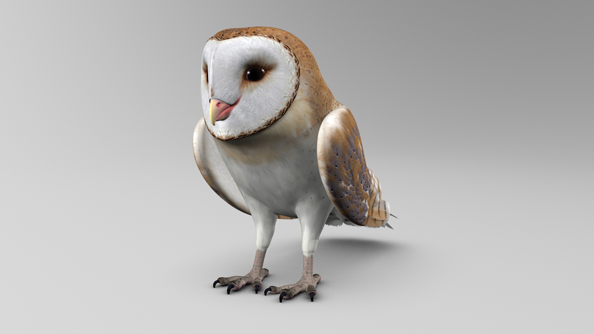 realistic barn owl folded 3d model
