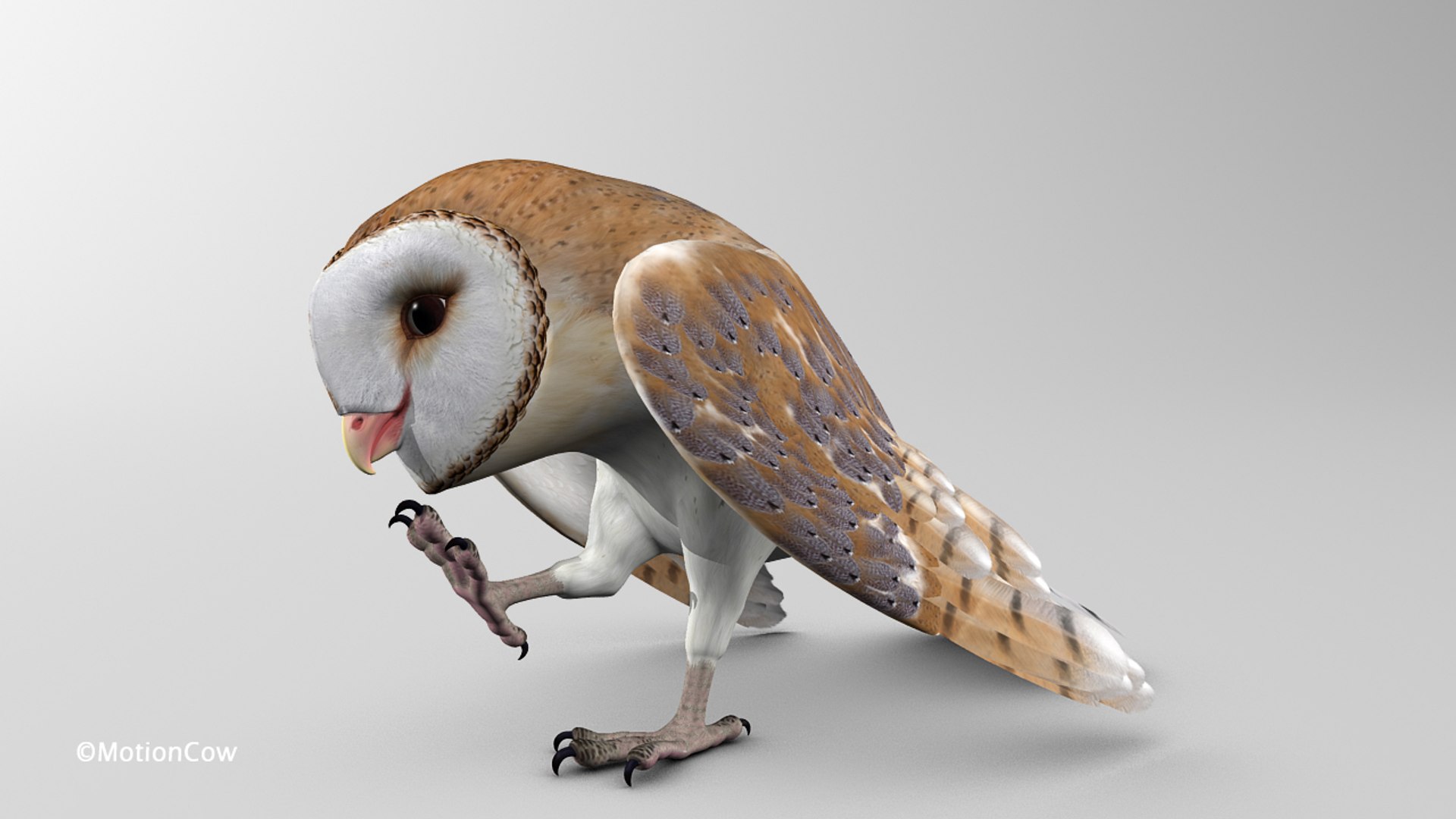 Realistic Barn Owl Folded 3d Model