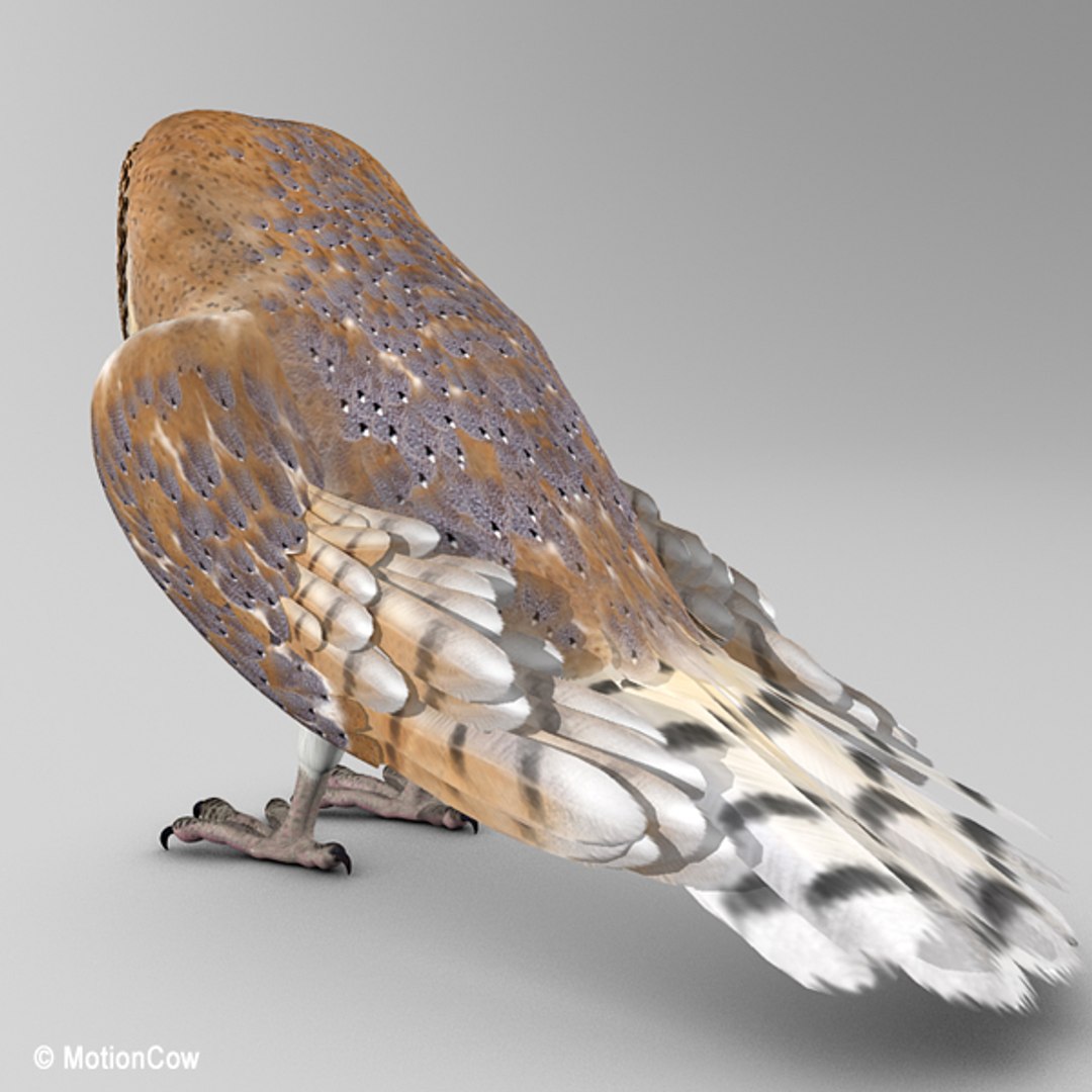 Realistic Barn Owl Folded 3d Model