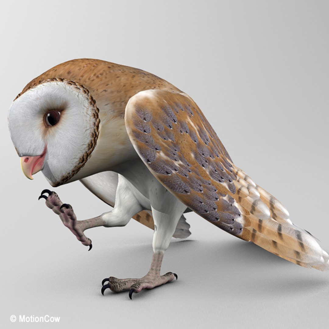 Realistic Barn Owl Folded 3d Model