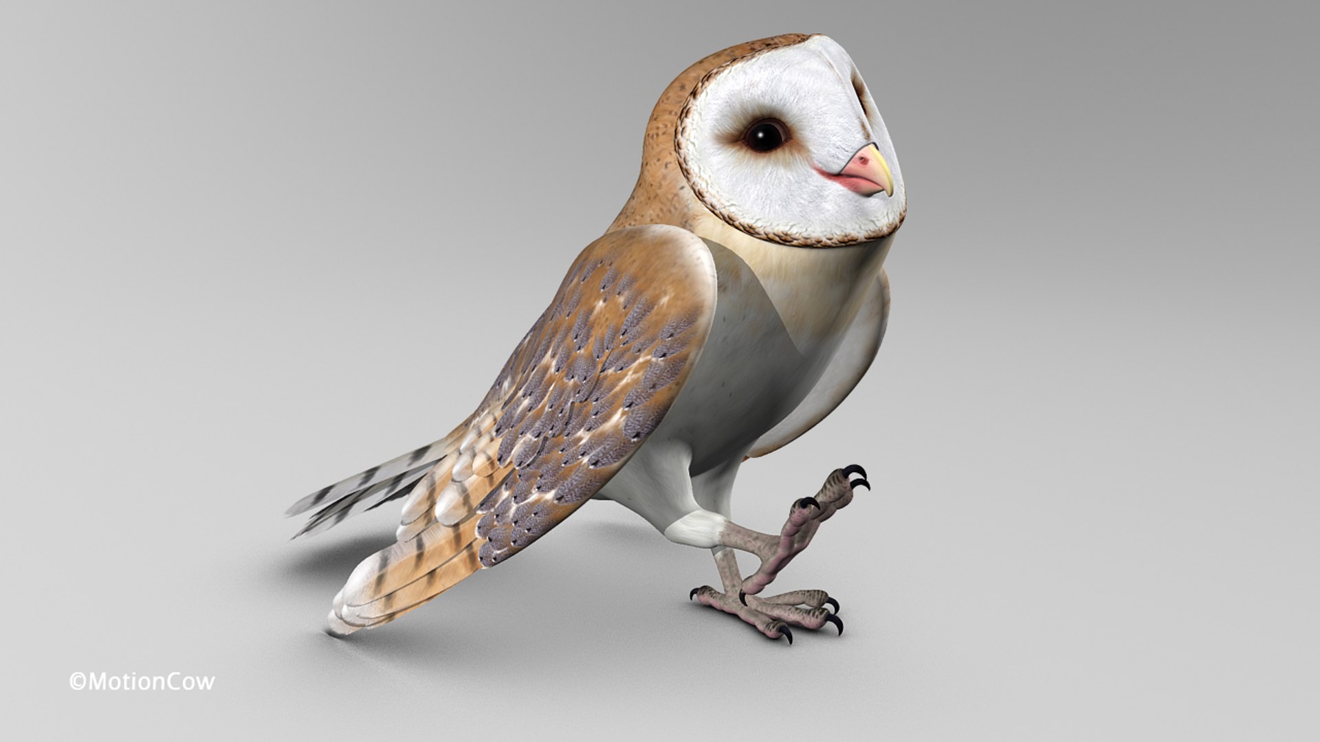 Realistic Barn Owl Folded 3d Model