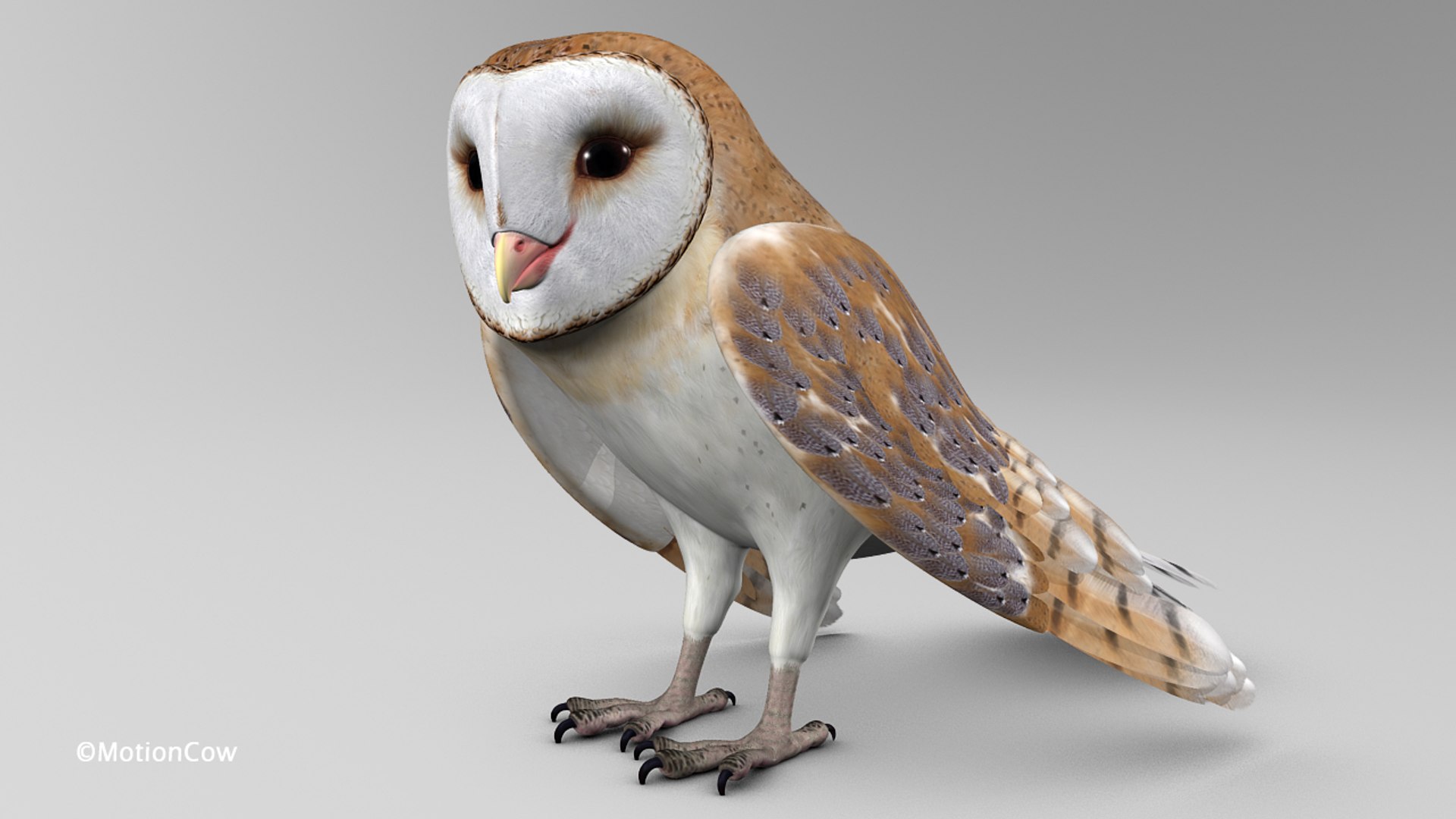 Realistic Barn Owl Folded 3d Model