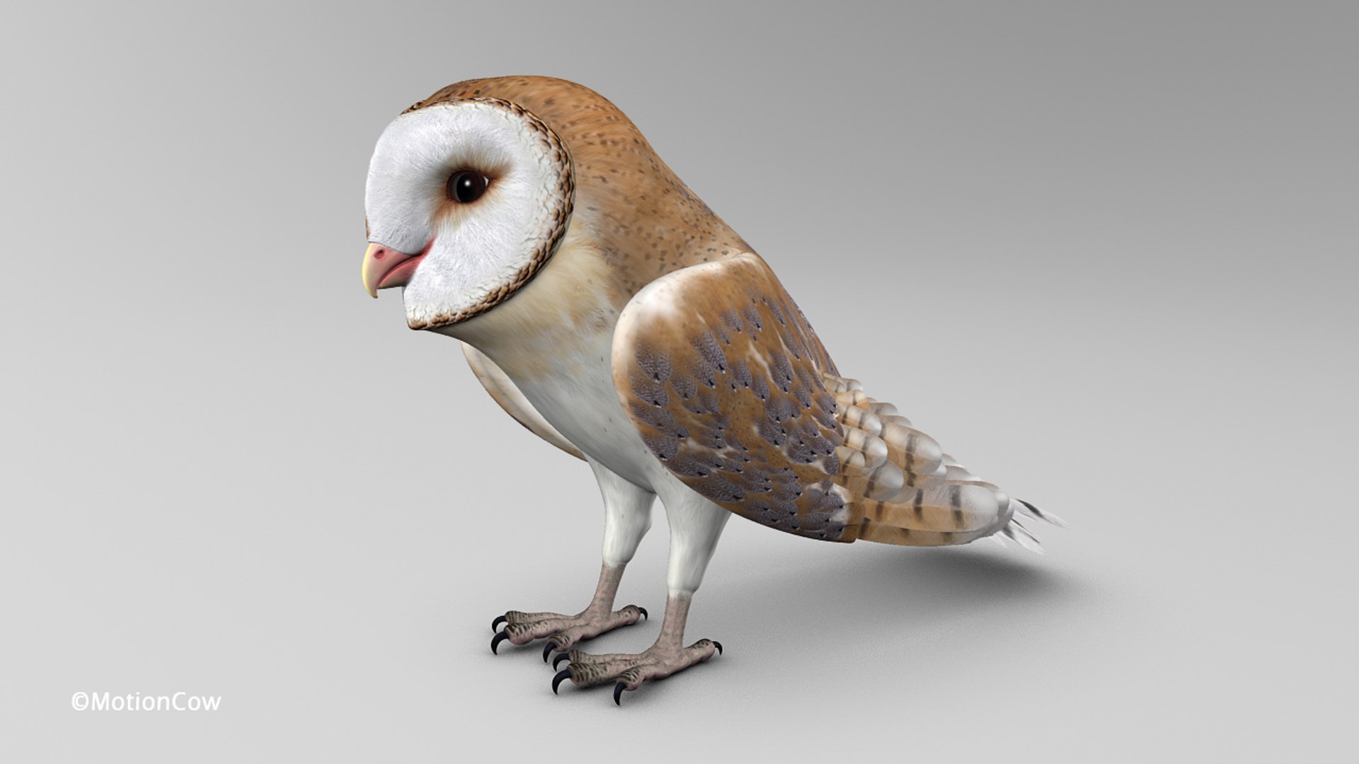 Realistic Barn Owl Folded 3d Model
