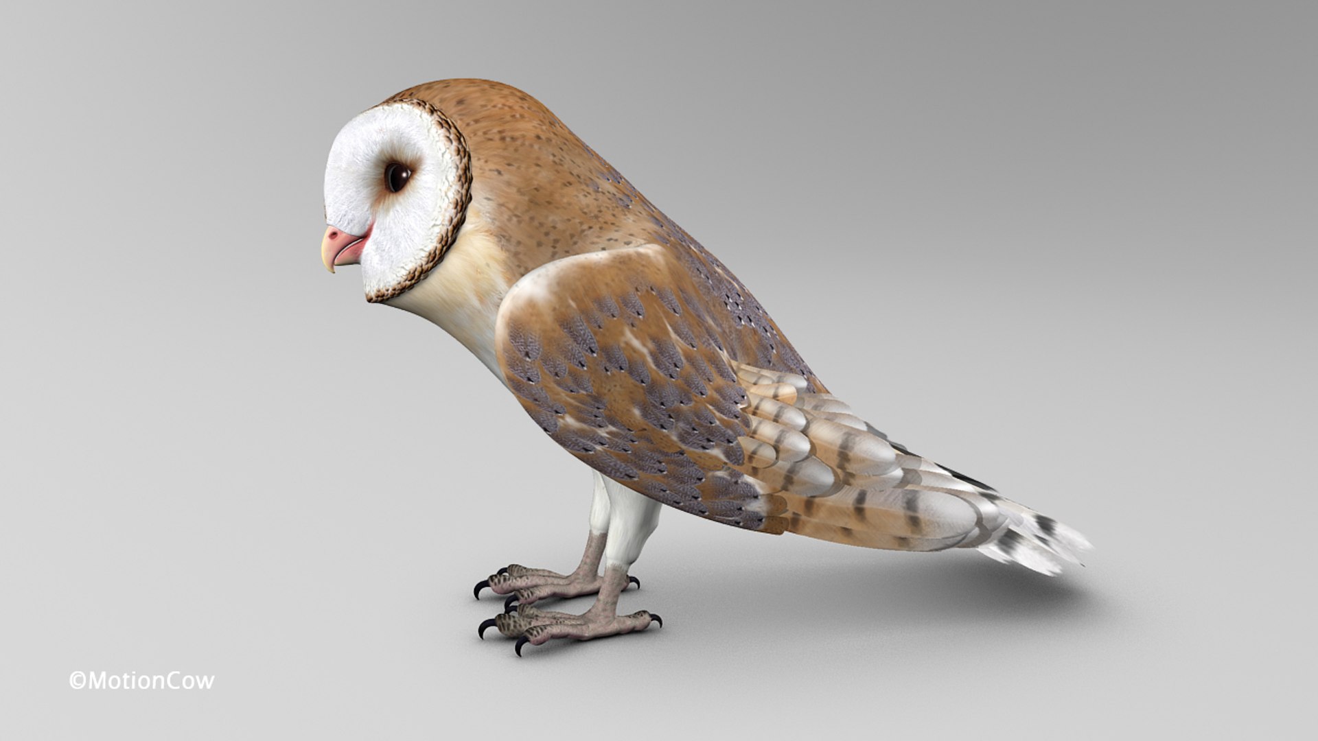 Realistic Barn Owl Folded 3d Model