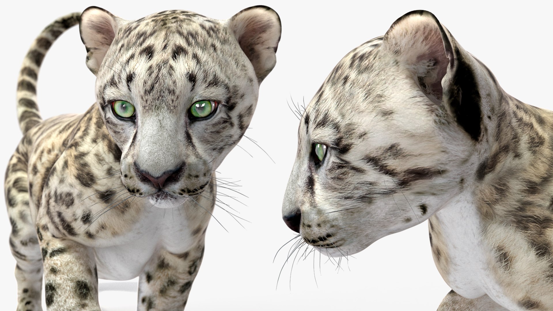3D Model Snow Leopard Cub In Walking Pose - TurboSquid 2370045