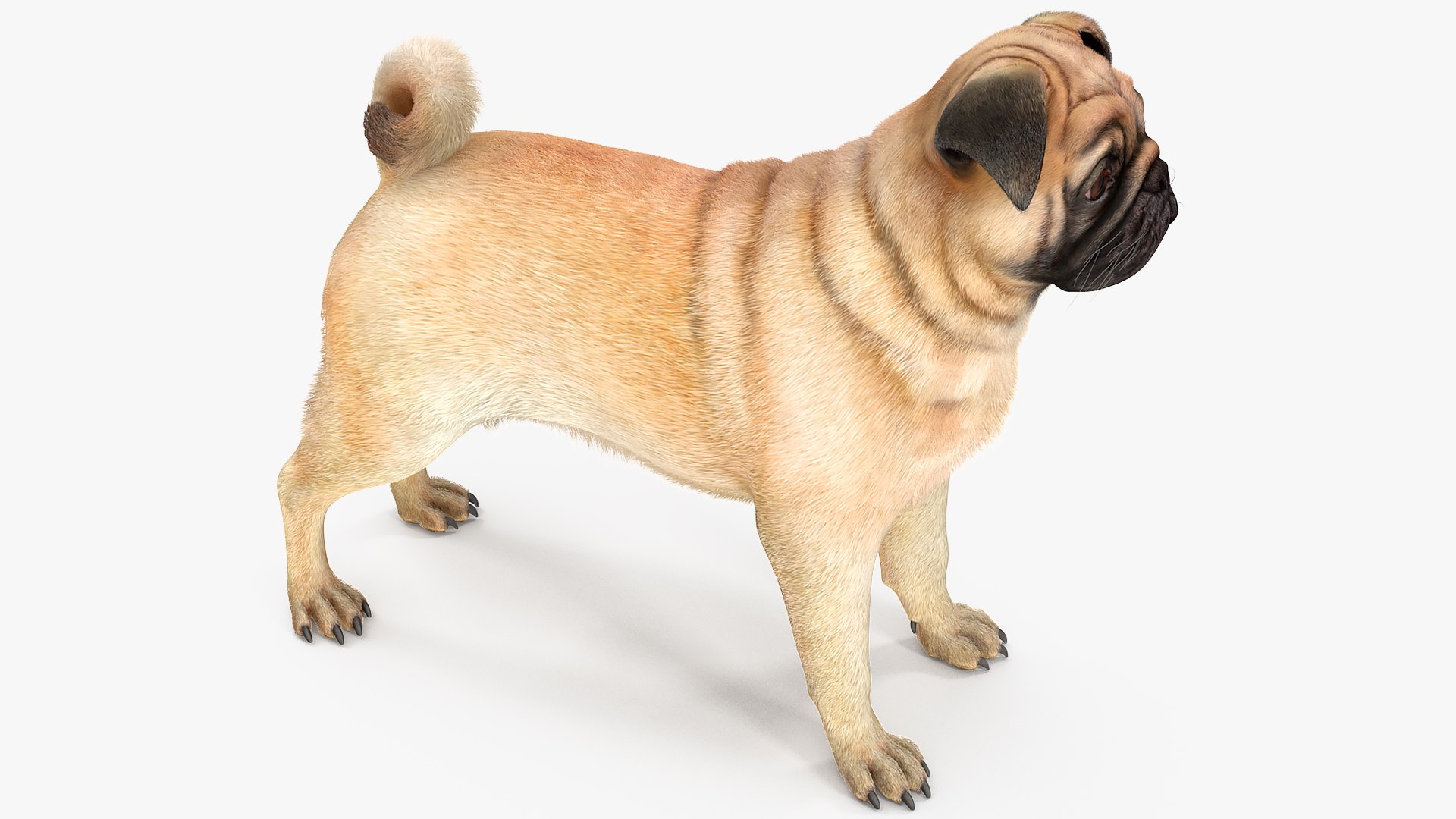 Pug dog neutral pose 3D model - TurboSquid 1681962