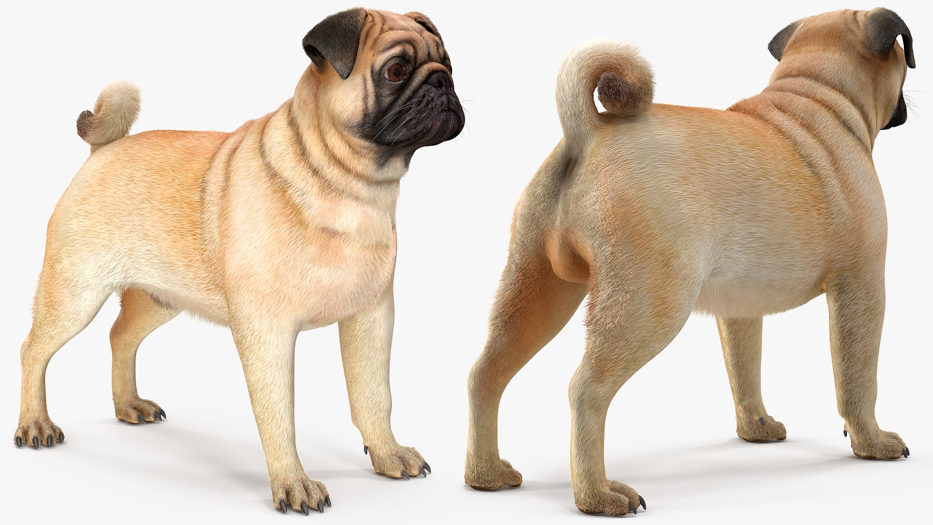 Pug dog neutral pose 3D model - TurboSquid 1681962