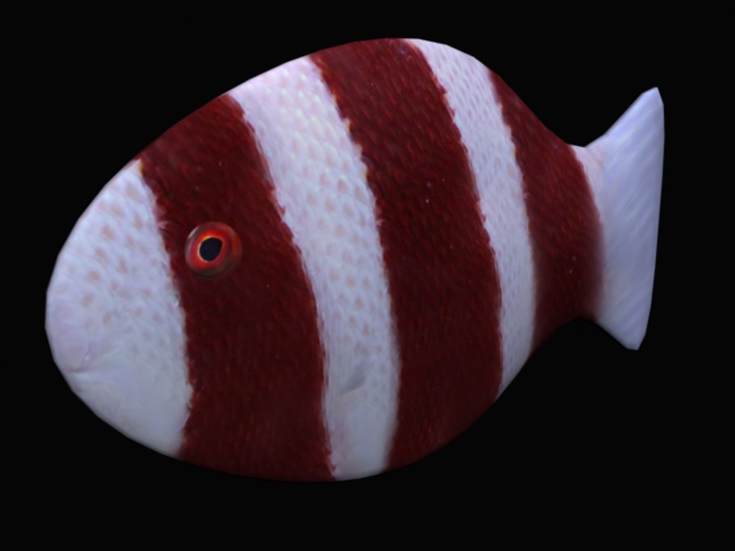 3d model of tropical fish red