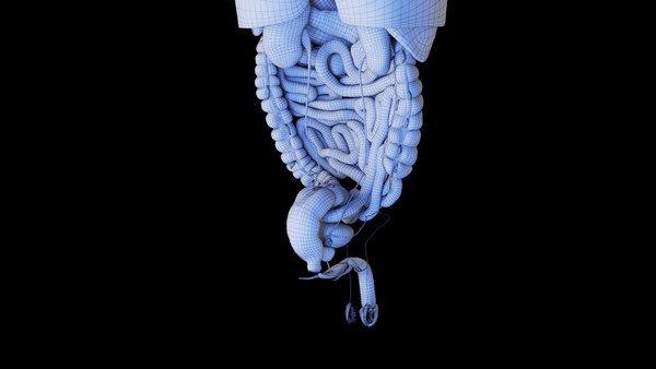 医学上准确的男性器官3D模型 - TurboSquid 2042227