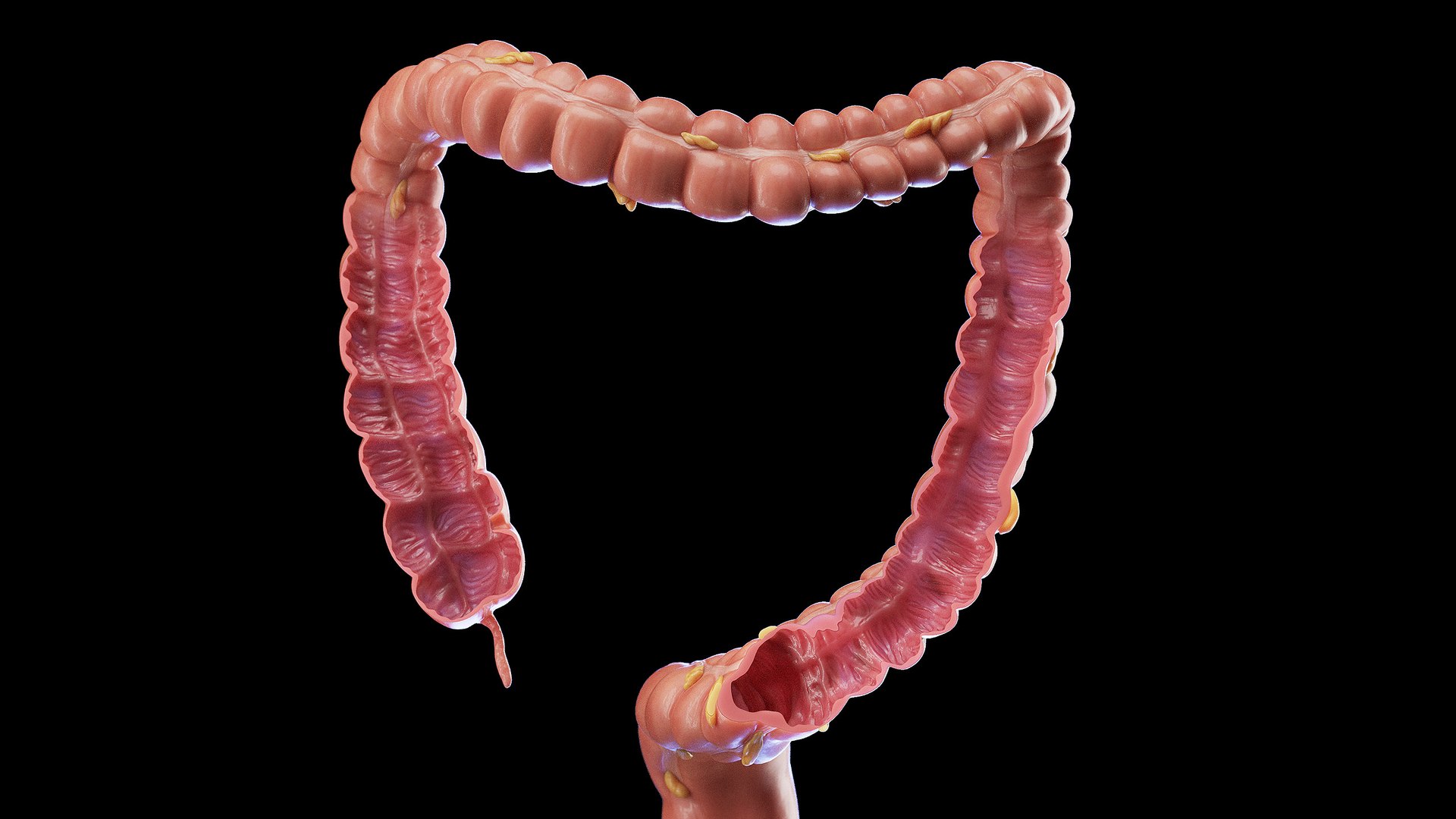 3D Model Medically Accurate Male Organs - TurboSquid 2042227