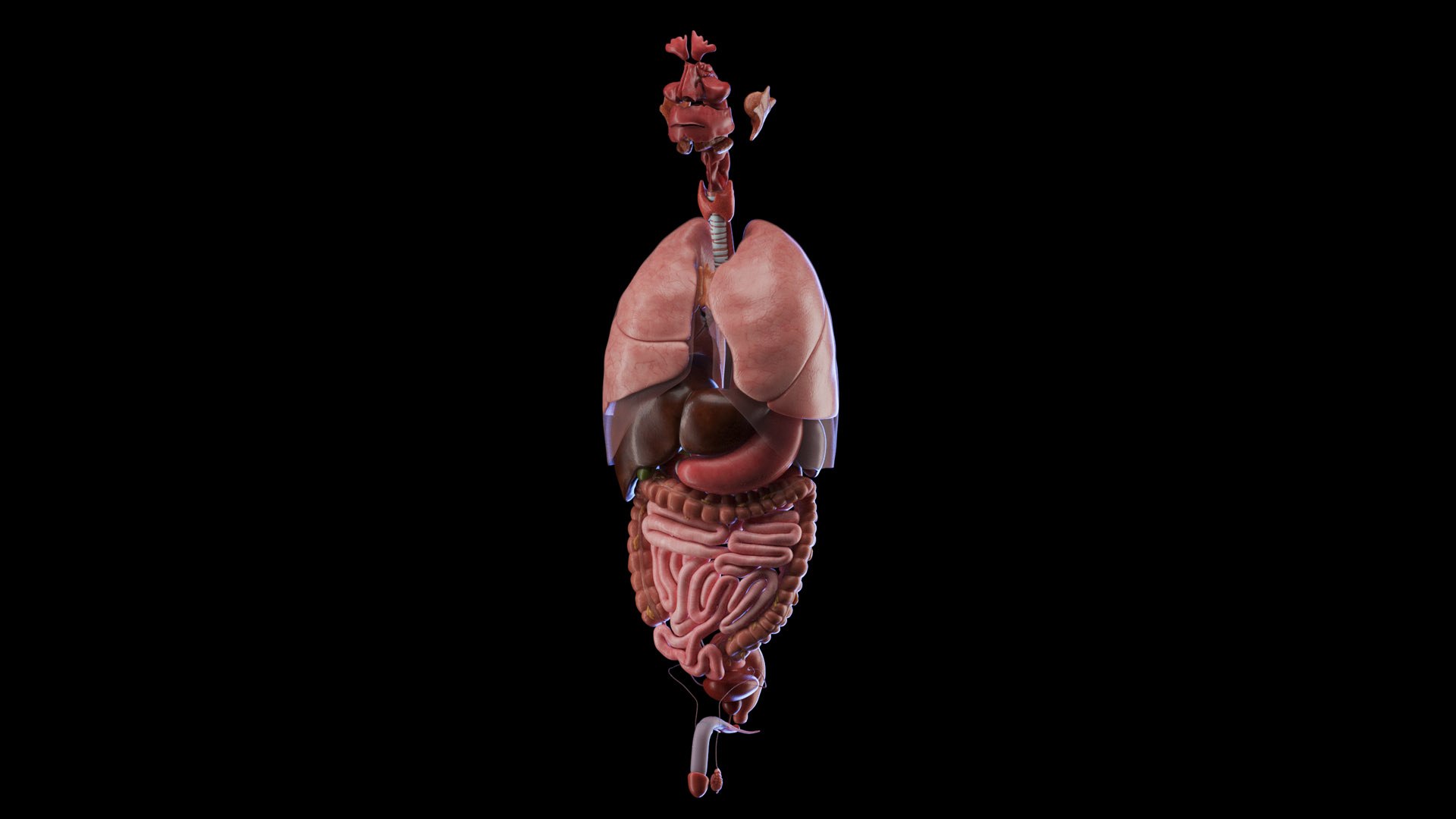 3D Model Medically Accurate Male Organs - TurboSquid 2042227