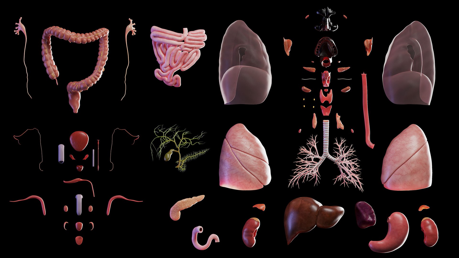3D Model Medically Accurate Male Organs - TurboSquid 2042227
