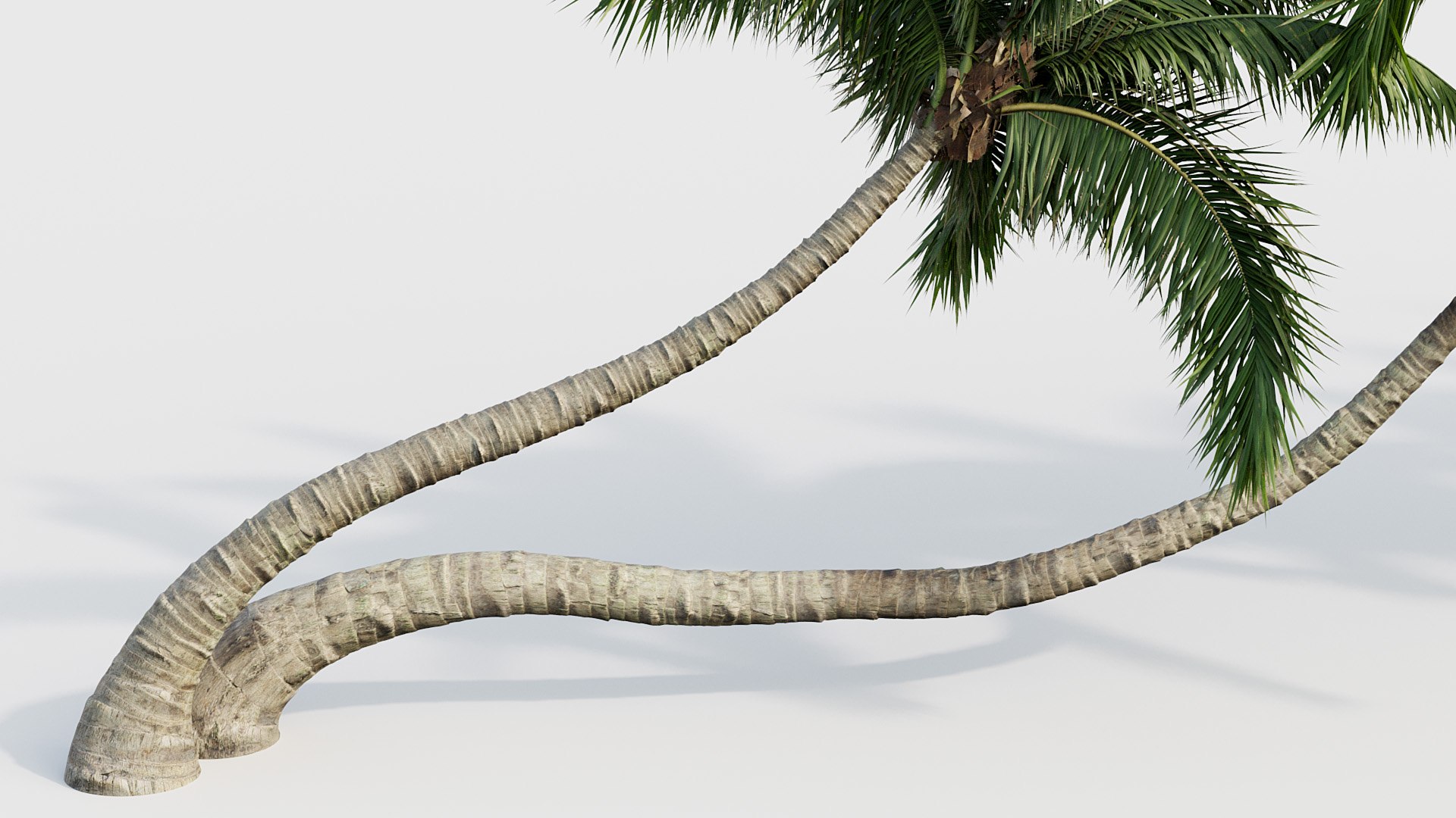 3D Cocos Nucifera Coconut Tree 02 3D Model - TurboSquid 2173921