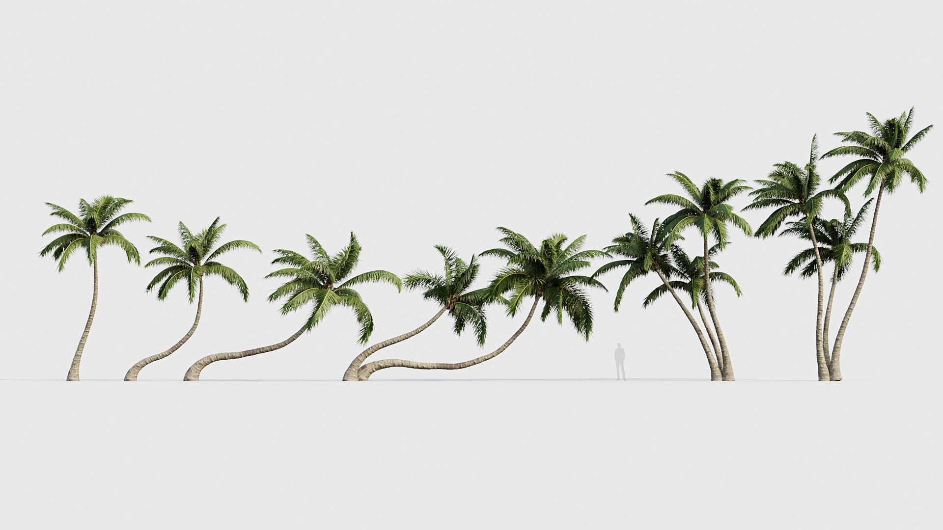 3D Cocos Nucifera Coconut Tree 02 3D Model - TurboSquid 2173921