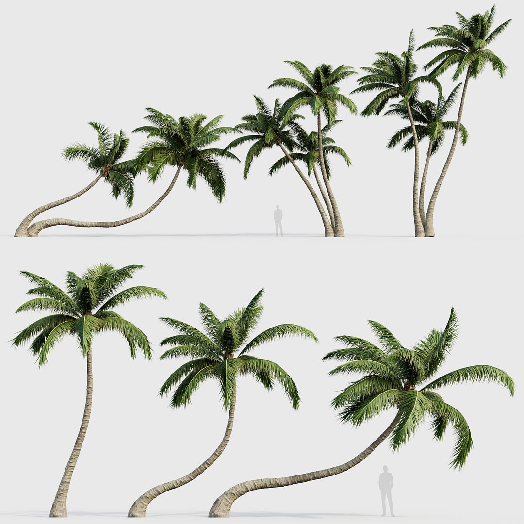 3D Cocos Nucifera Coconut Tree 02 3D Model - TurboSquid 2173921