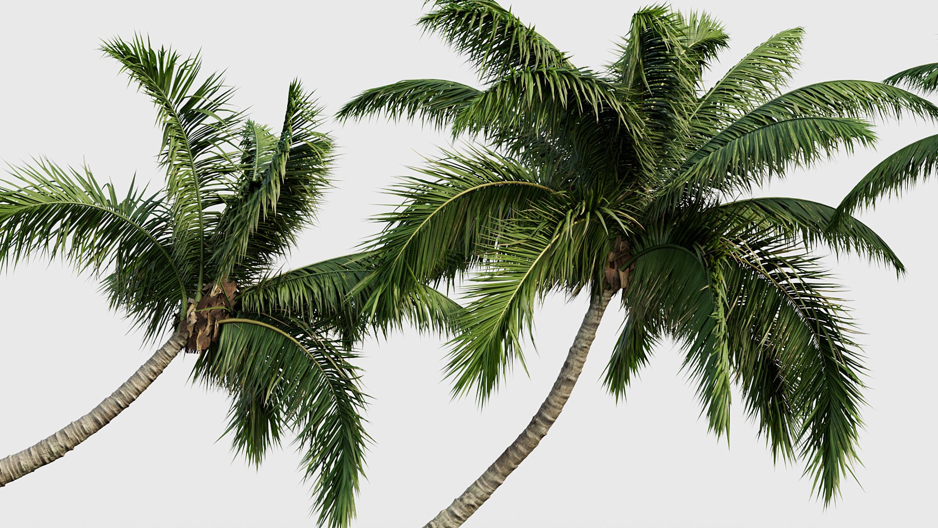3D Cocos Nucifera Coconut Tree 02 3D Model - TurboSquid 2173921