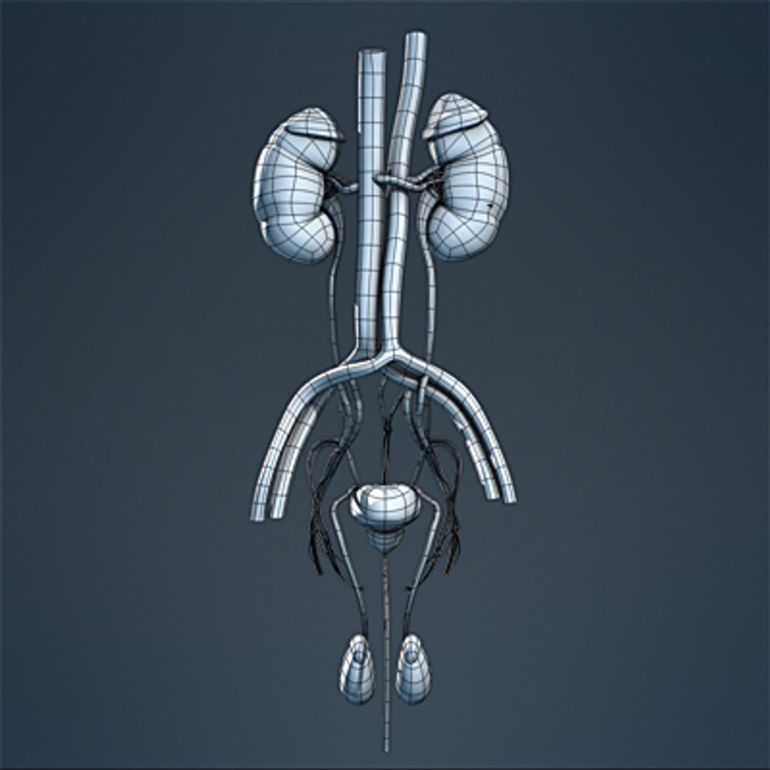 Medically Male Body Urinary 3d Model