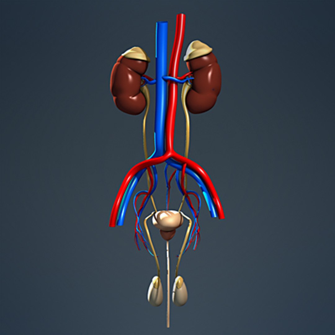 Medically Male Body Urinary 3d Model