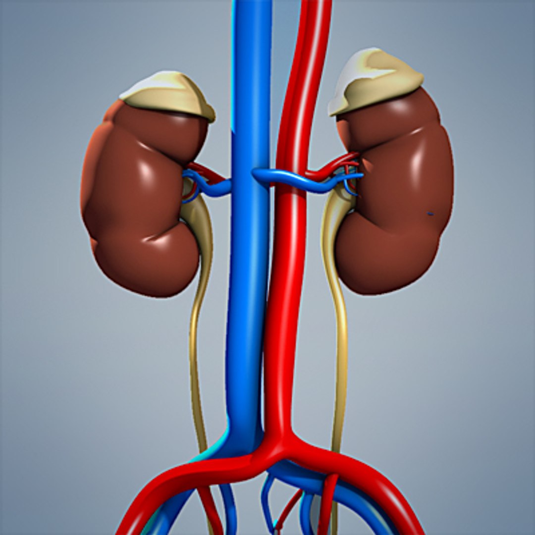 Medically Male Body Urinary 3d Model