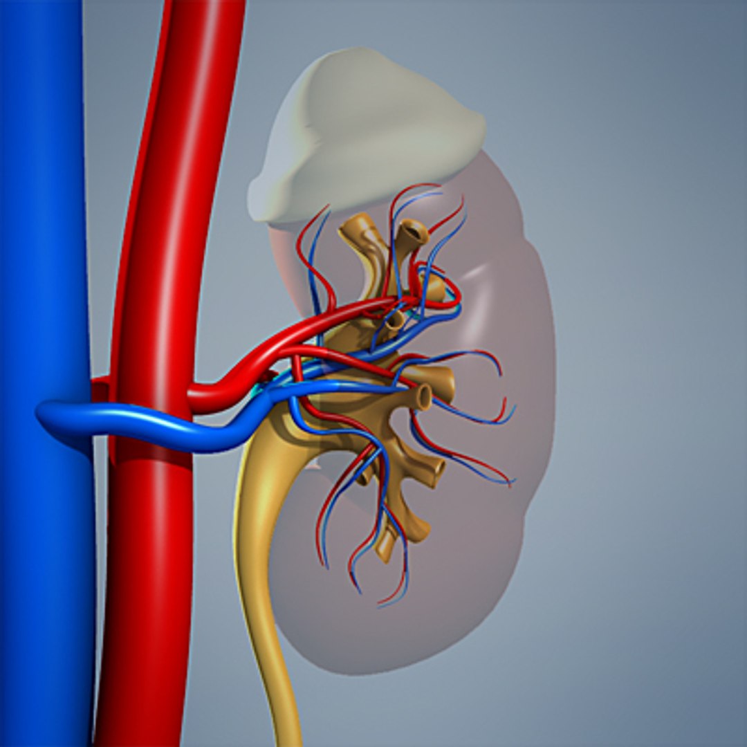 Medically Male Body Urinary 3d Model