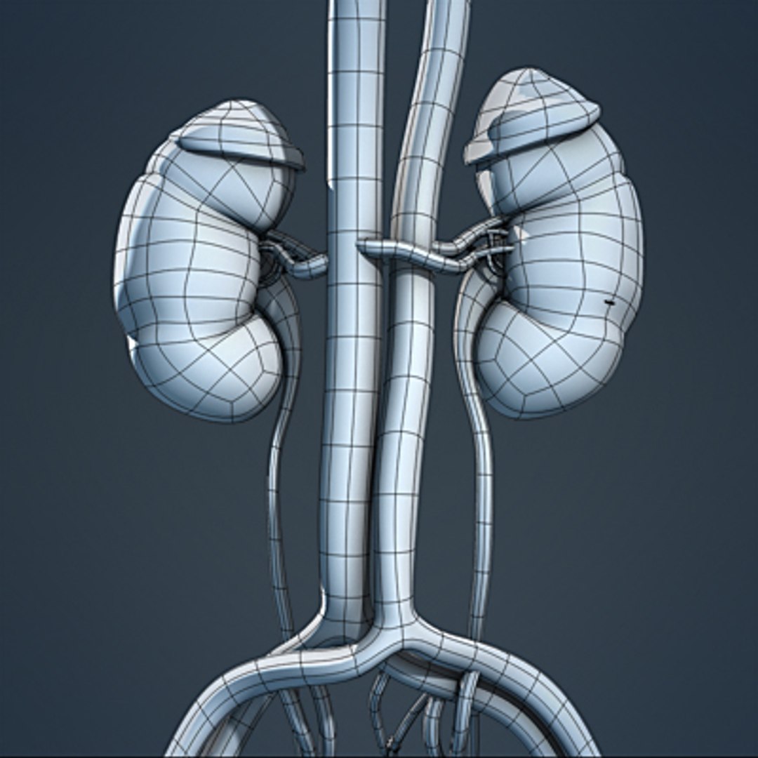 Medically Male Body Urinary 3d Model