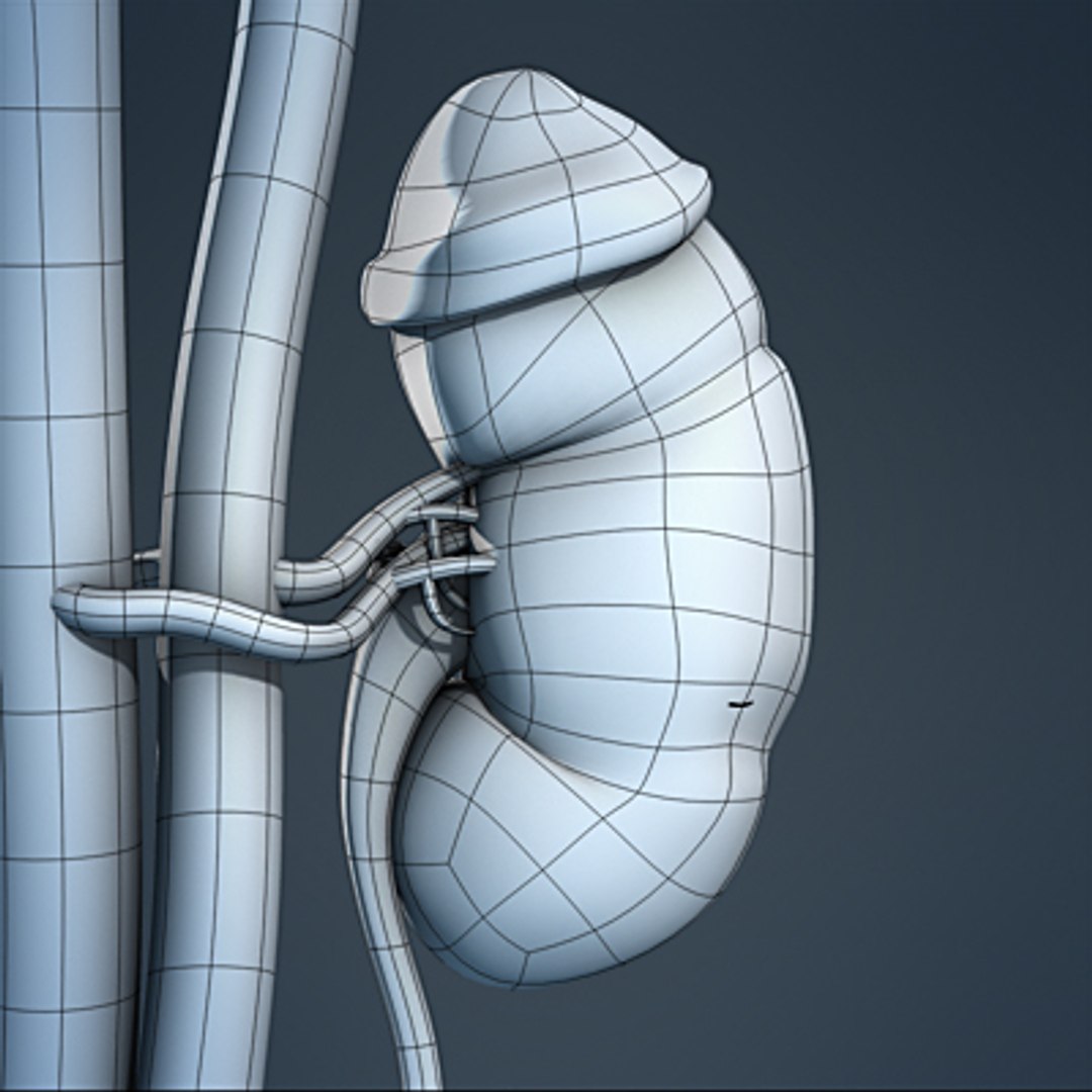 Medically Male Body Urinary 3d Model