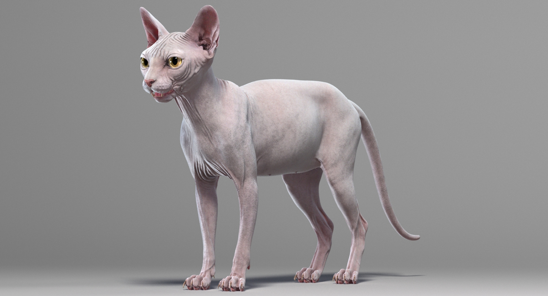 3D rigged sphynx cats model - TurboSquid 1407506