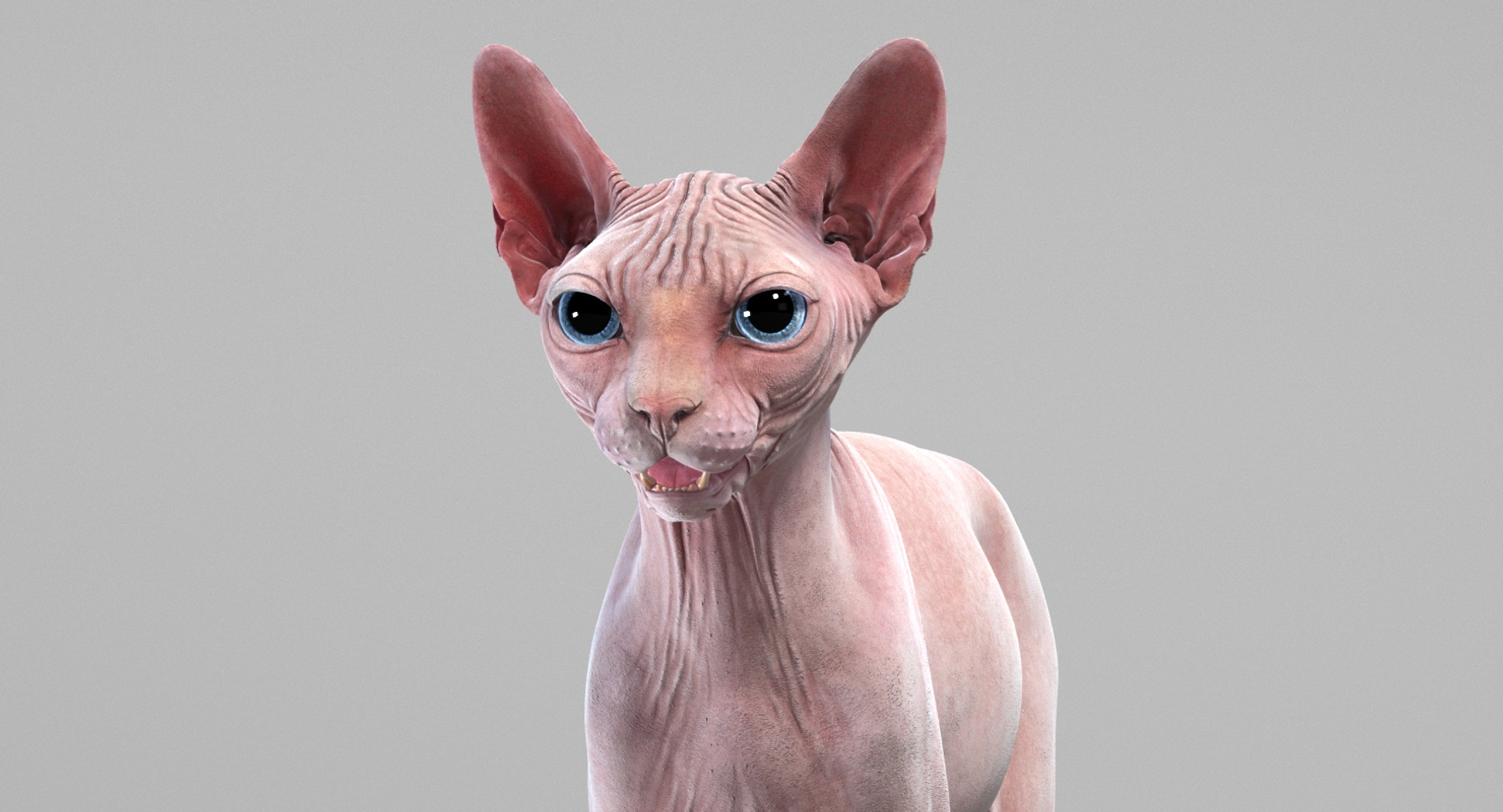 3D Rigged Sphynx Cats Model - TurboSquid 1407506