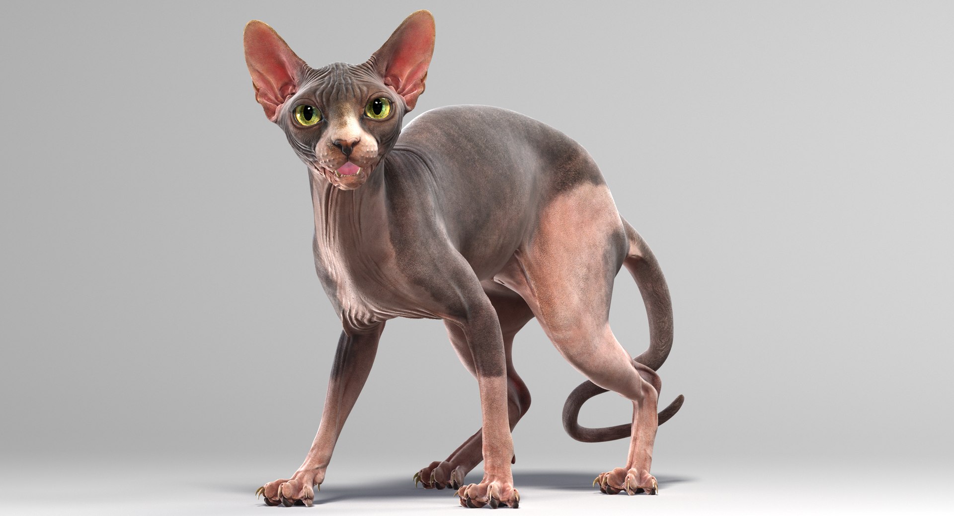 3D Rigged Sphynx Cats Model - TurboSquid 1407506
