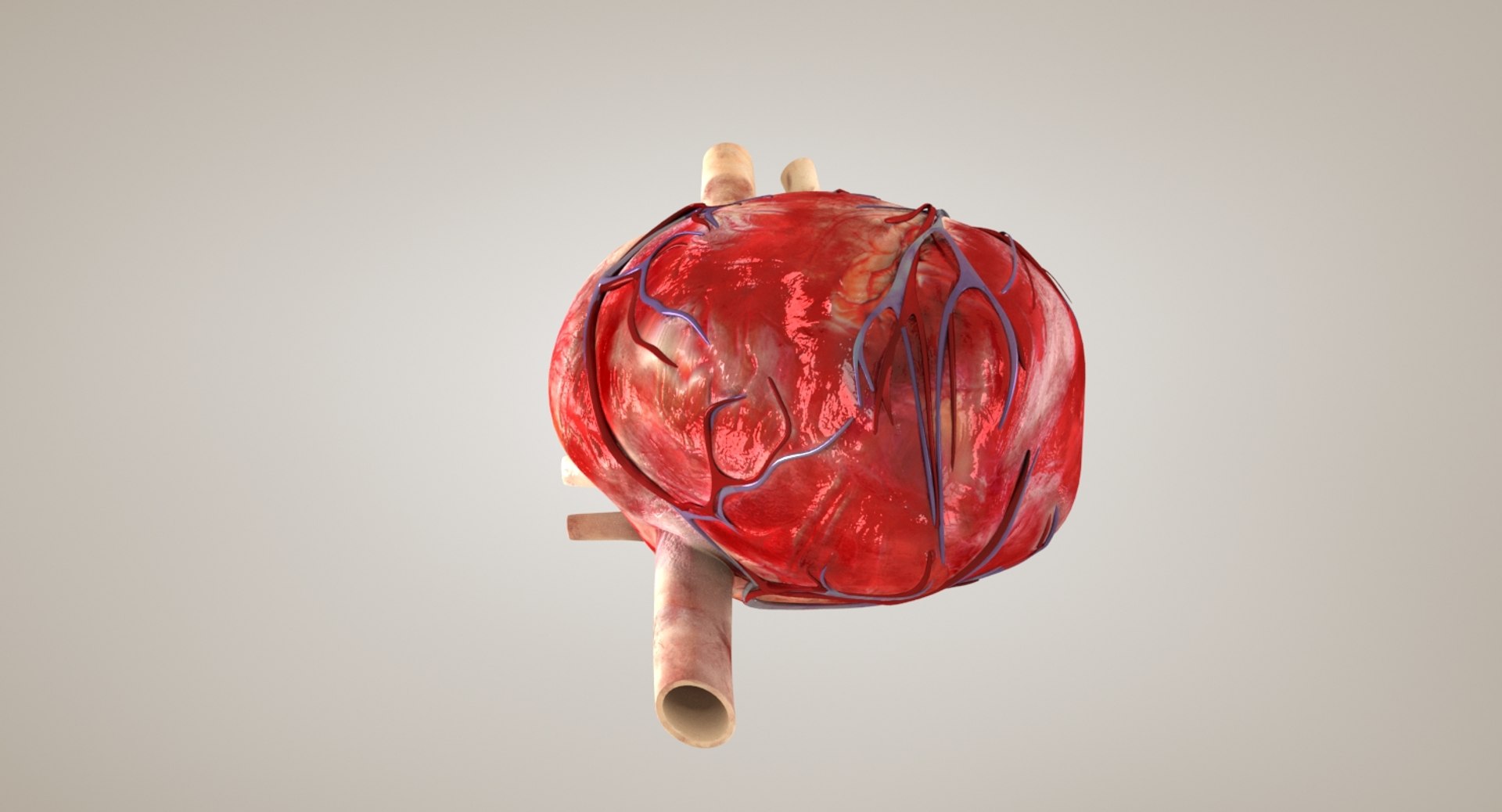 3D Human Heart Model - TurboSquid 1424031