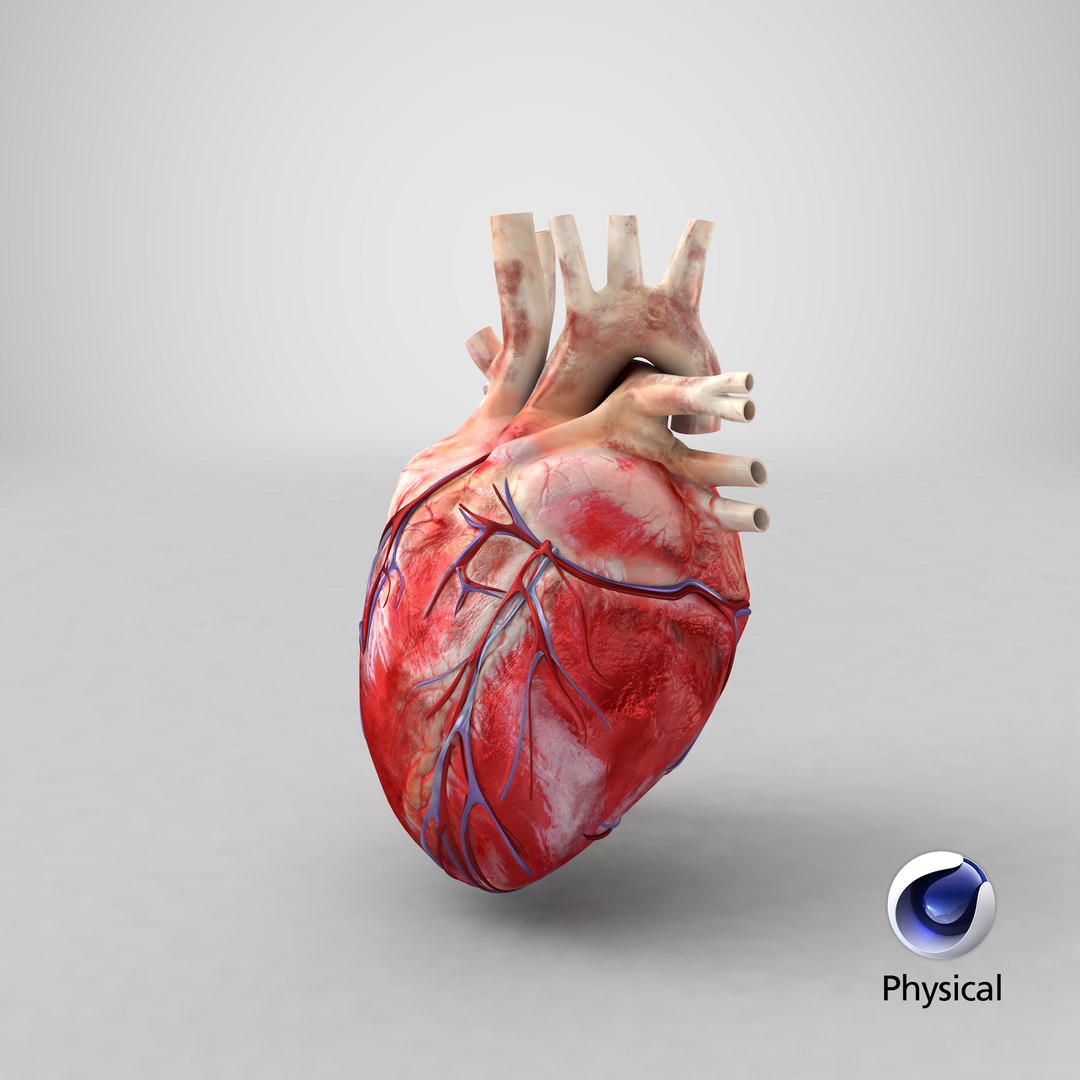 3D human heart model - TurboSquid 1424031