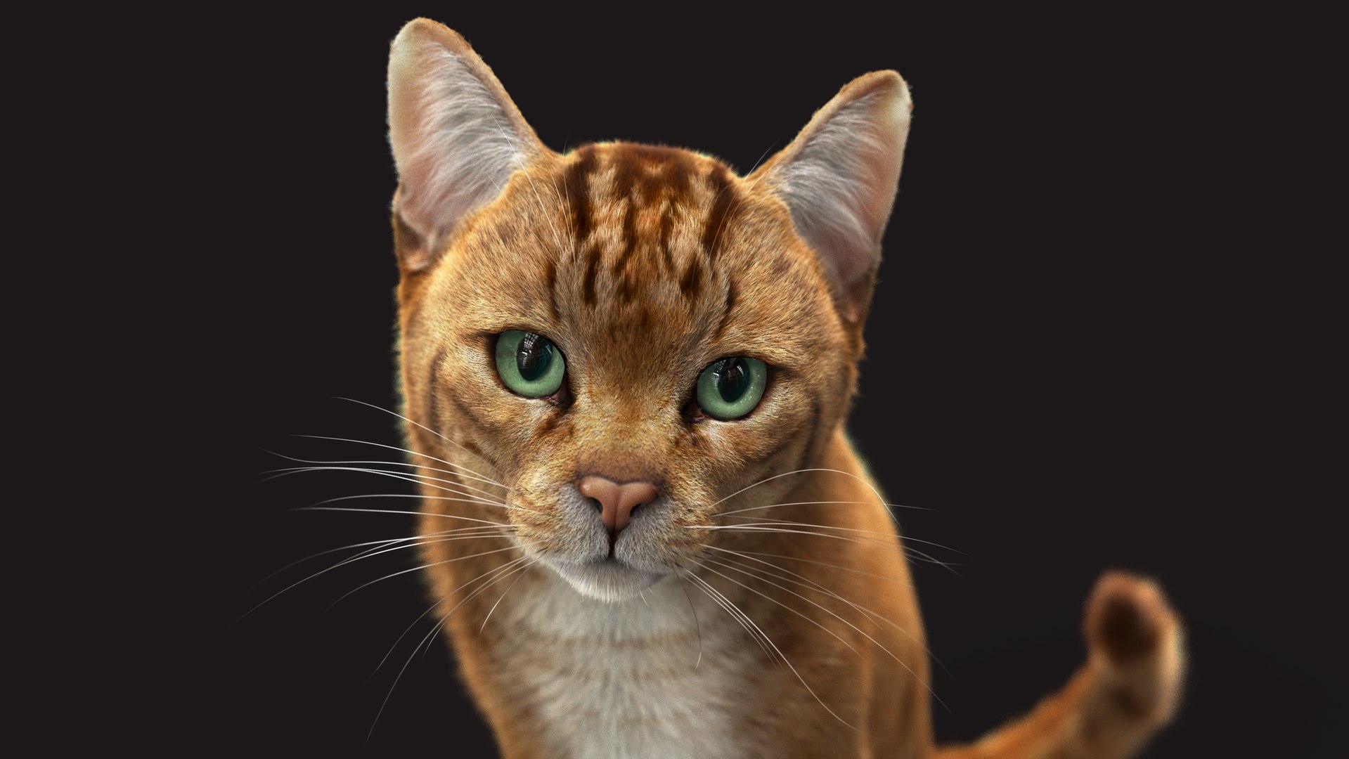 Cat Orange Tabby RIG - XGEN Version 3D Model - TurboSquid 2132564