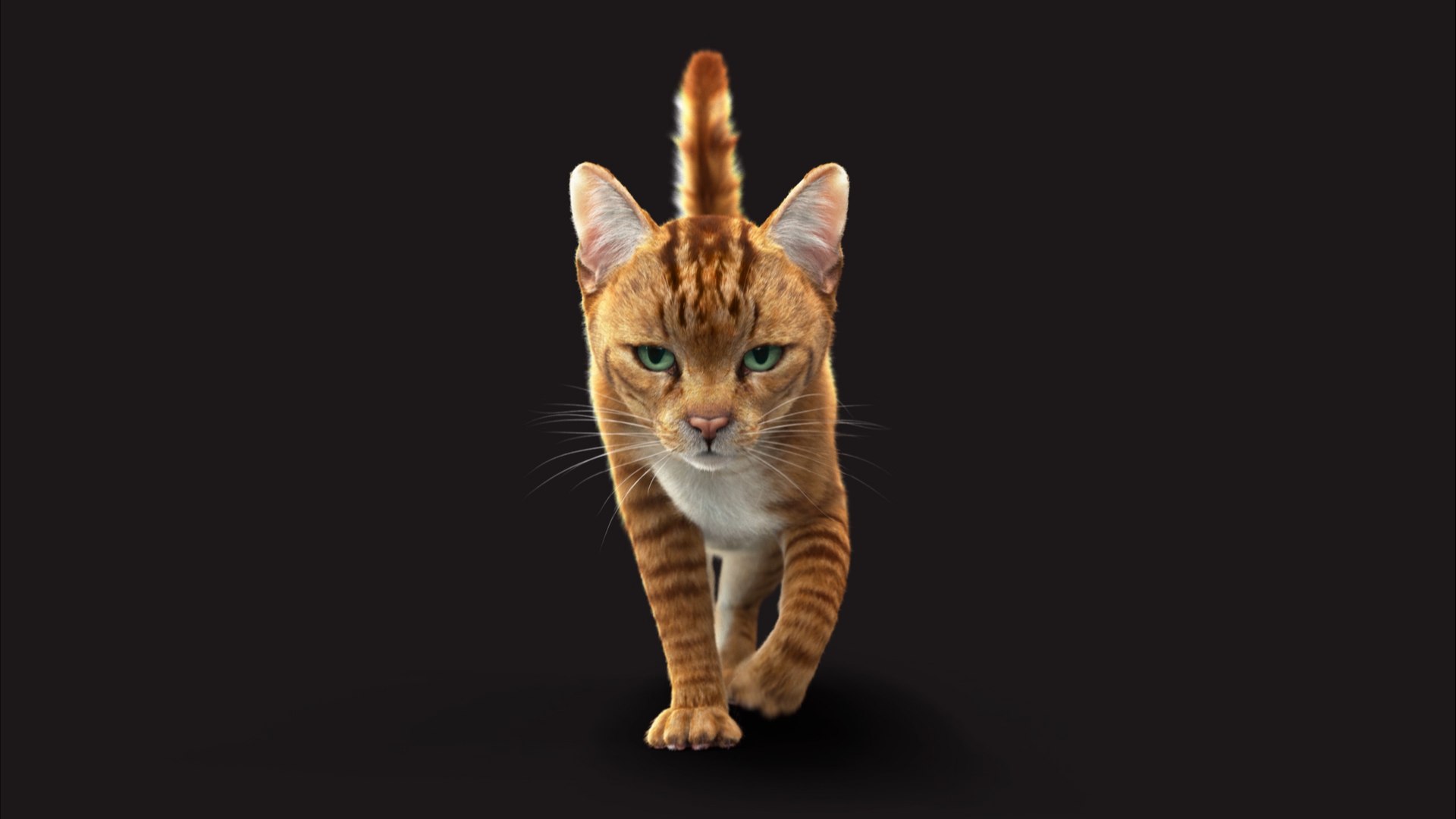 Cat Orange Tabby RIG - XGEN Version 3D Model - TurboSquid 2132564