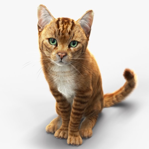 Cat 3D Models for Download | TurboSquid