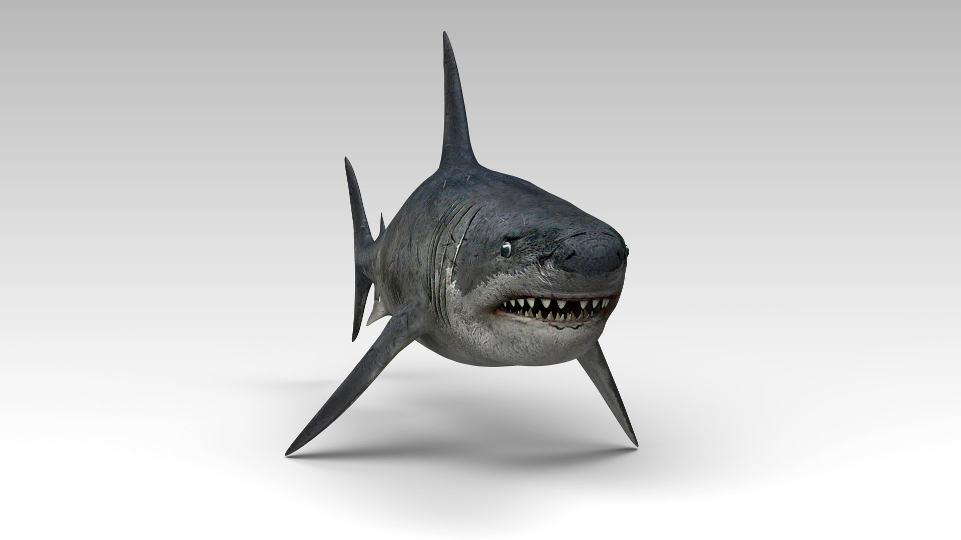 3ds Megalodon