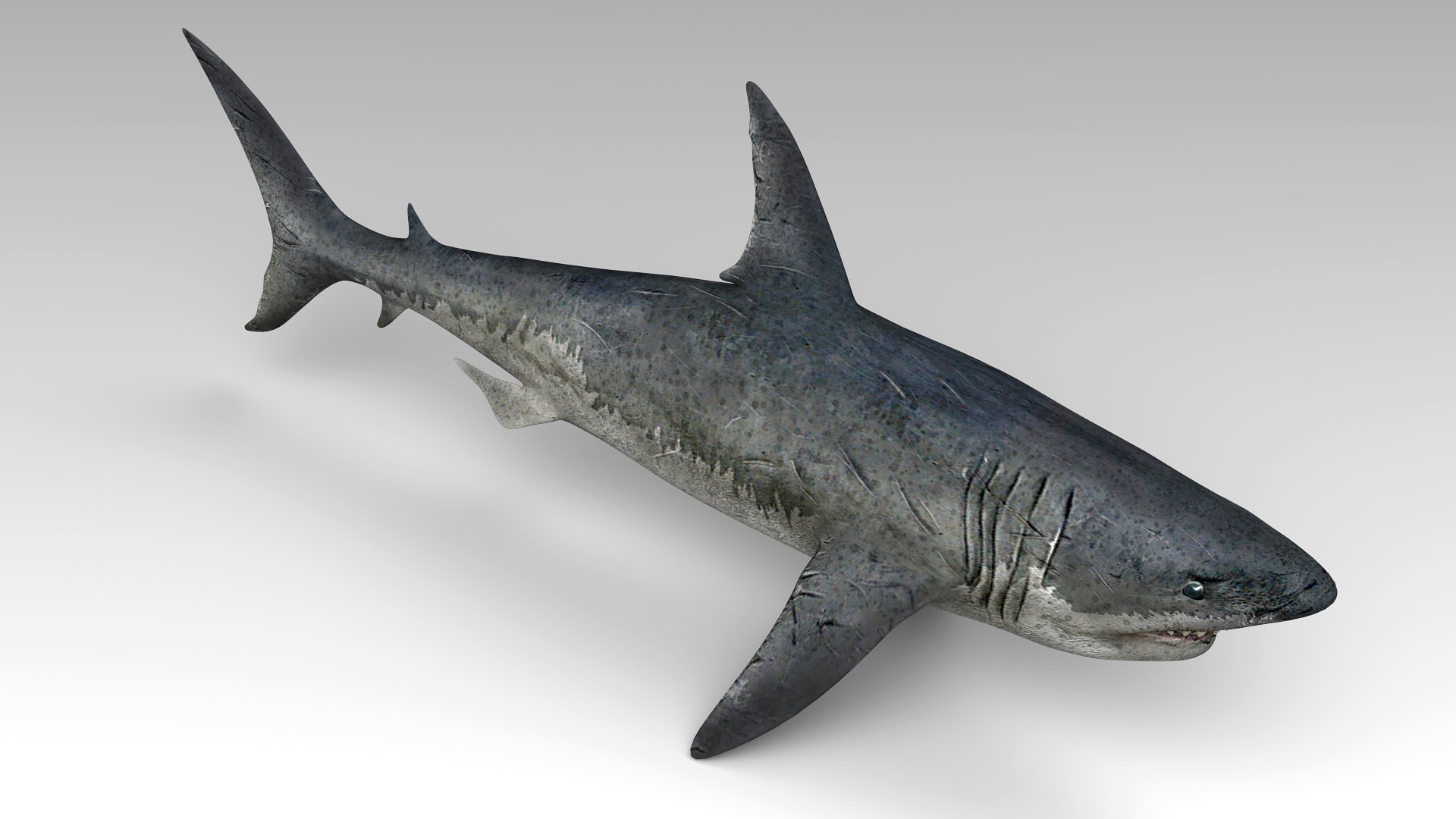 3ds Megalodon