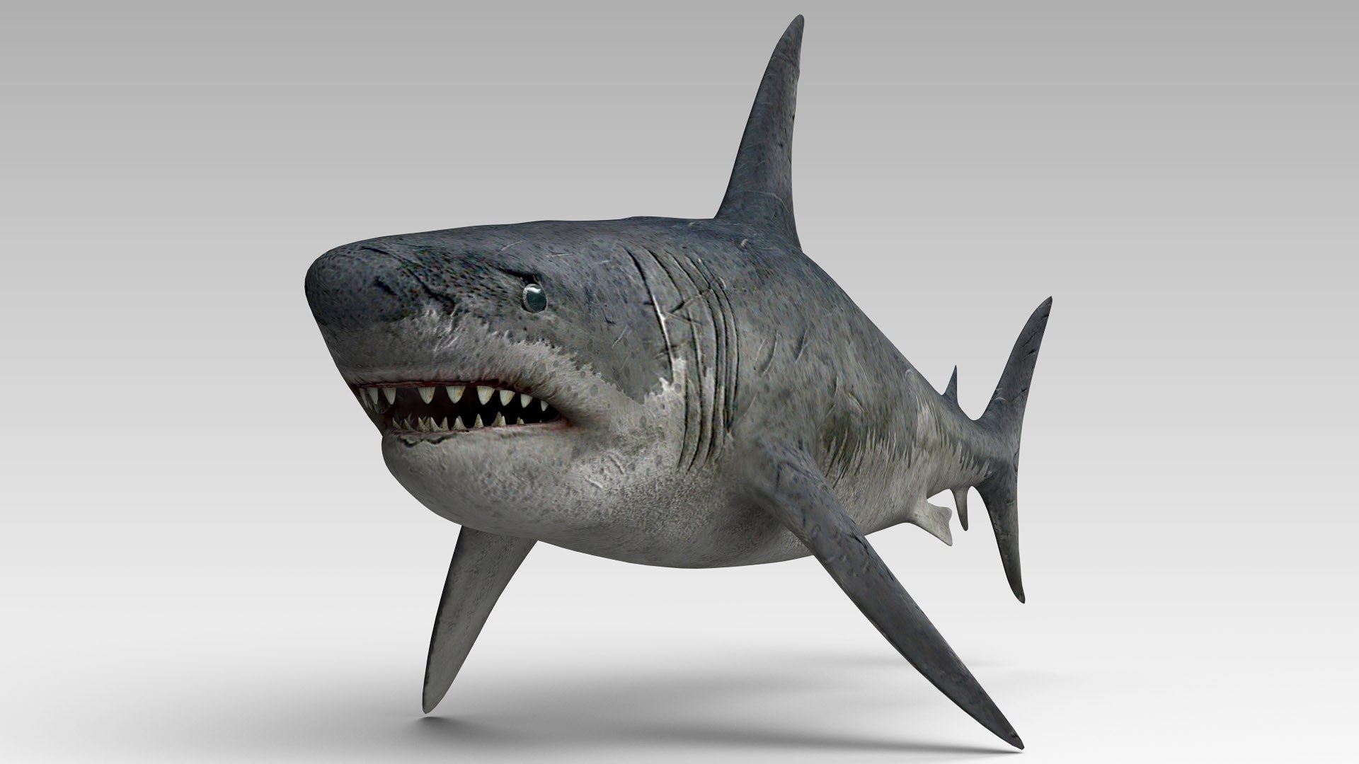 3ds Megalodon