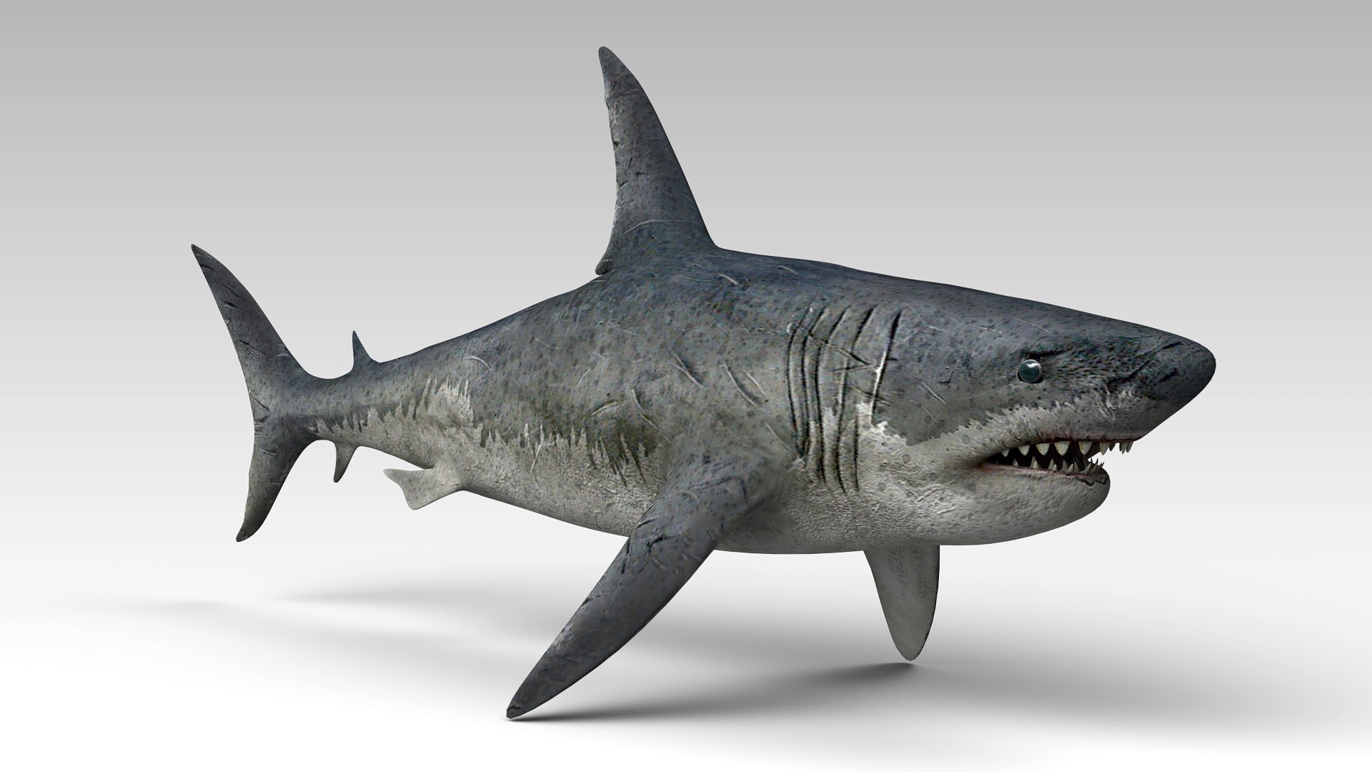 3ds Megalodon