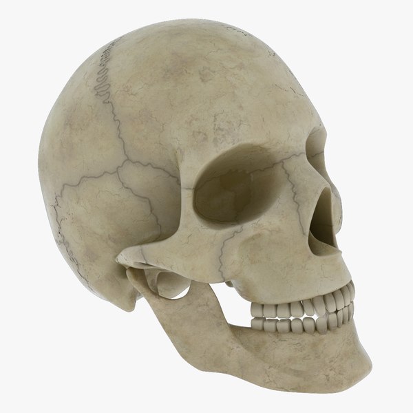 Skull 3D Studio Models for Download | TurboSquid