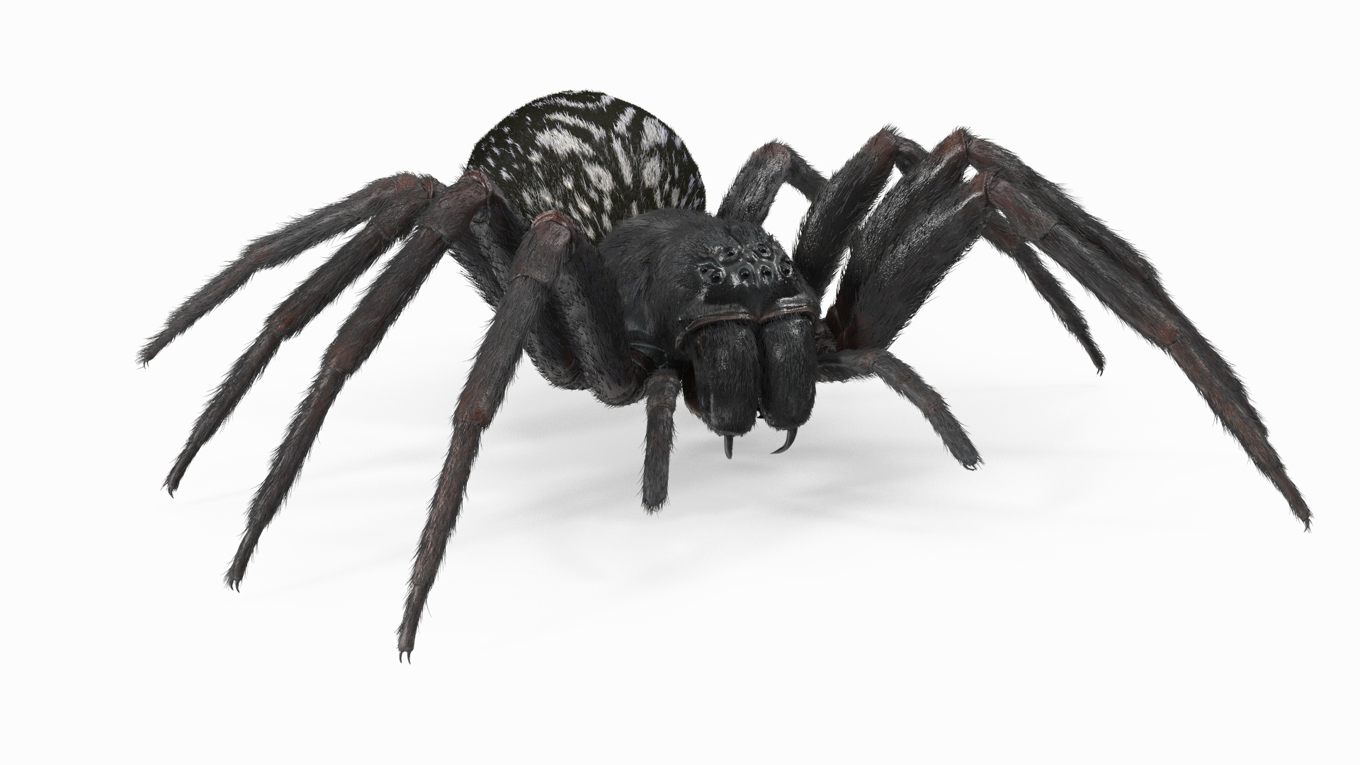 3D Badumna Insignis Fur Rigged - TurboSquid 2157497