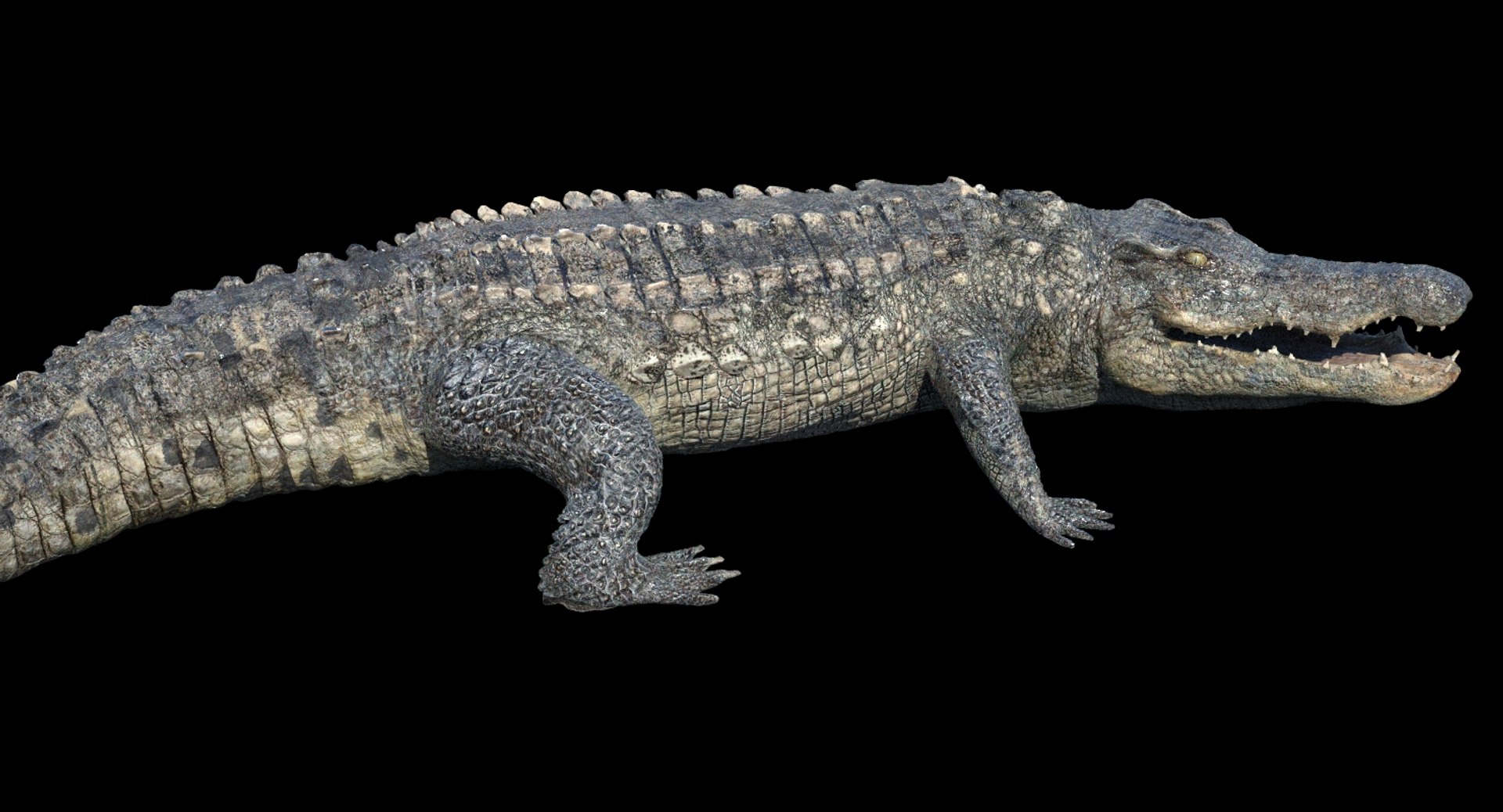 realistic crocodile rigged 3d model