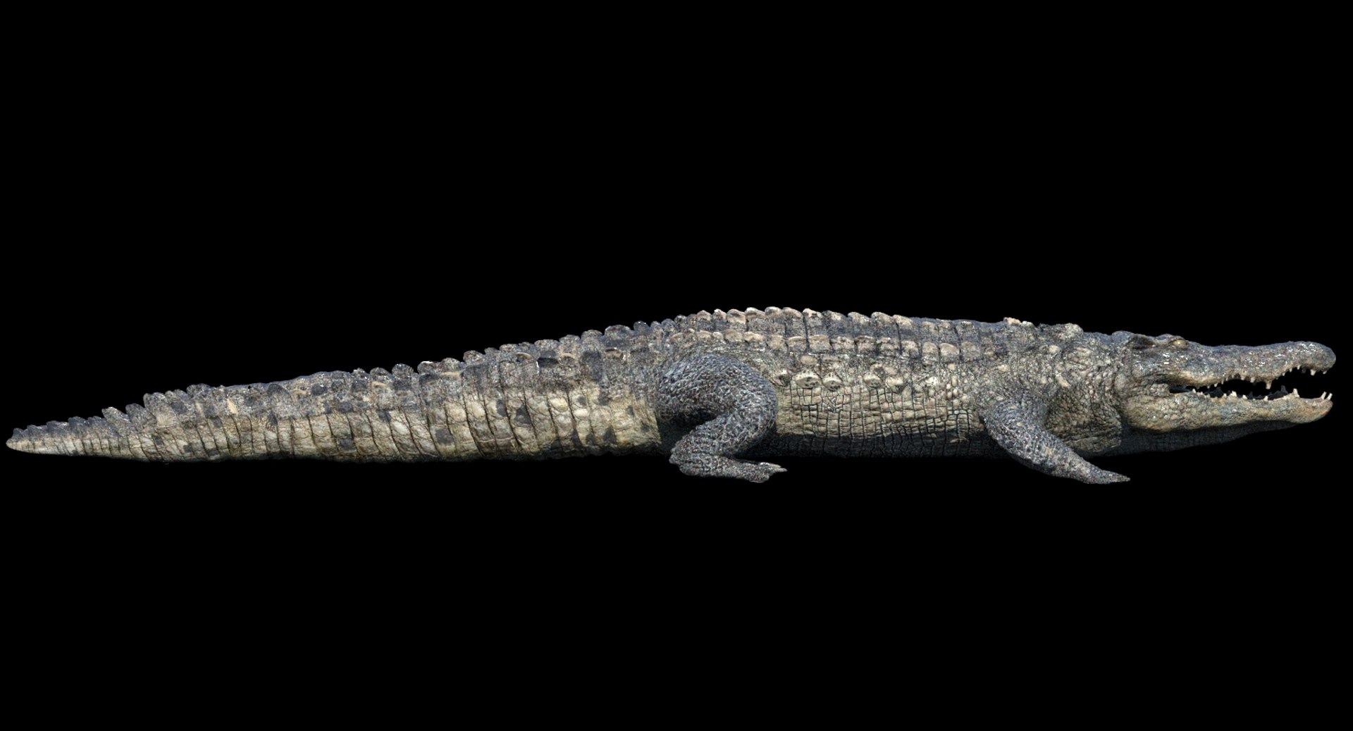realistic crocodile rigged 3d model