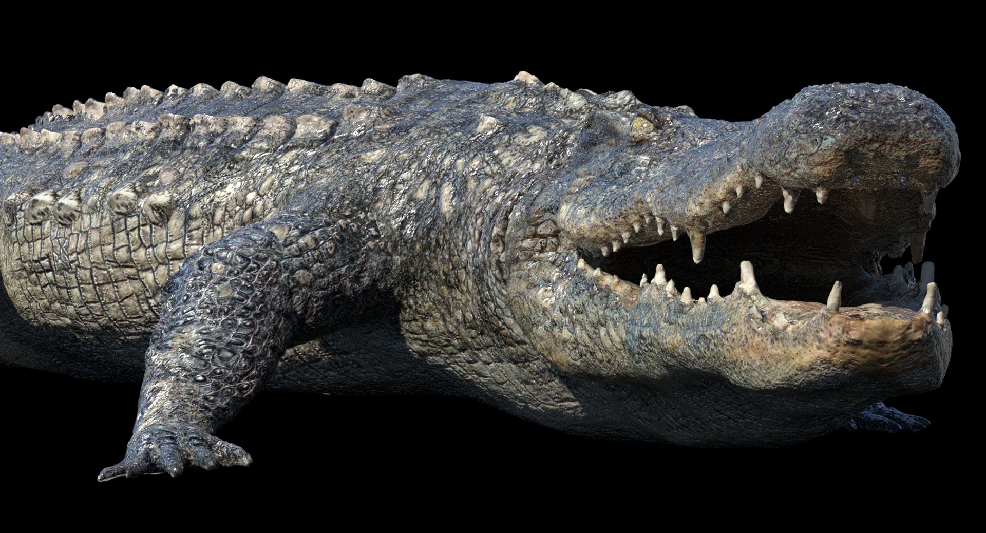 realistic crocodile rigged 3d model