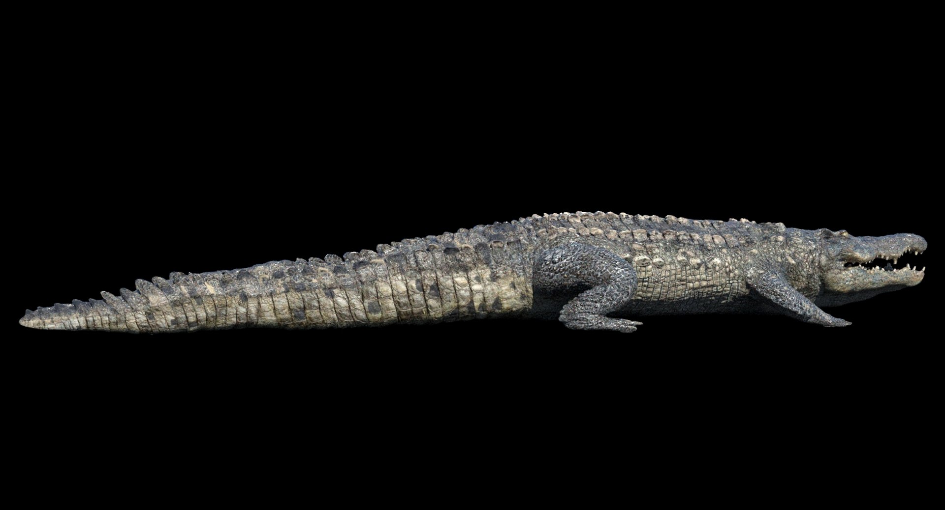 realistic crocodile rigged 3d model