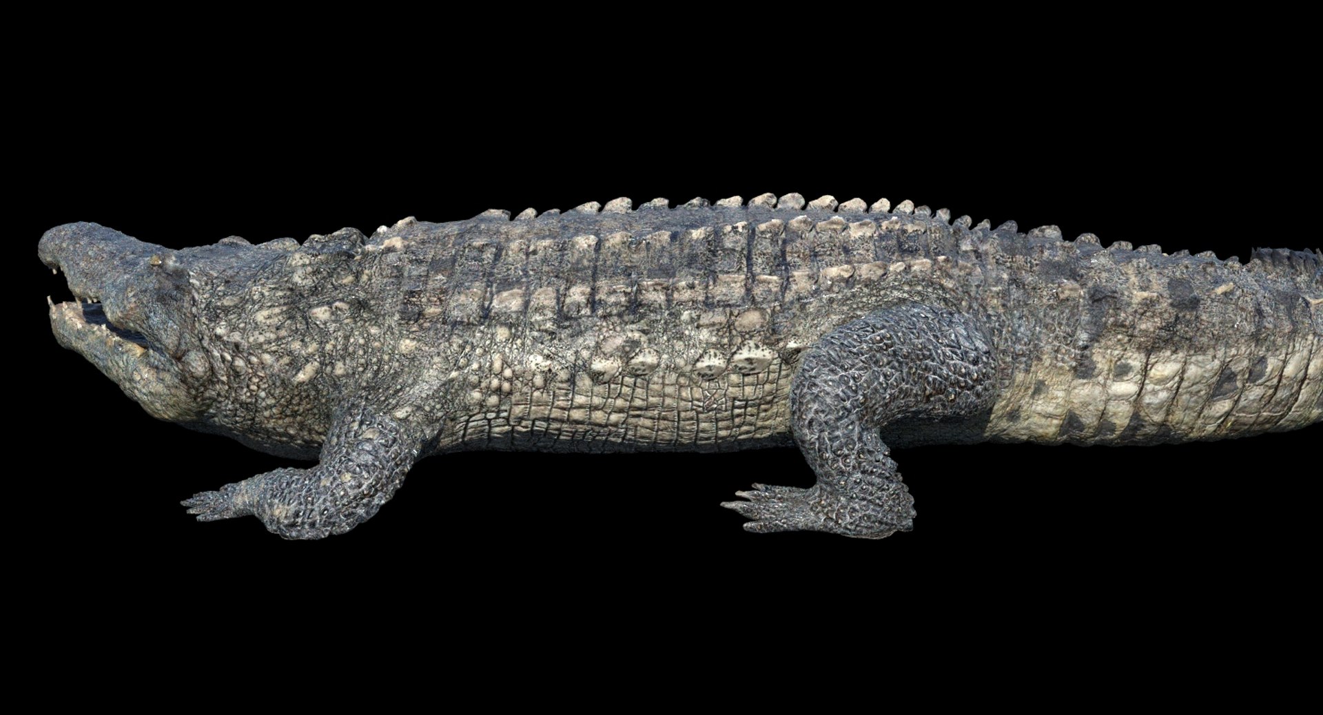 realistic crocodile rigged 3d model