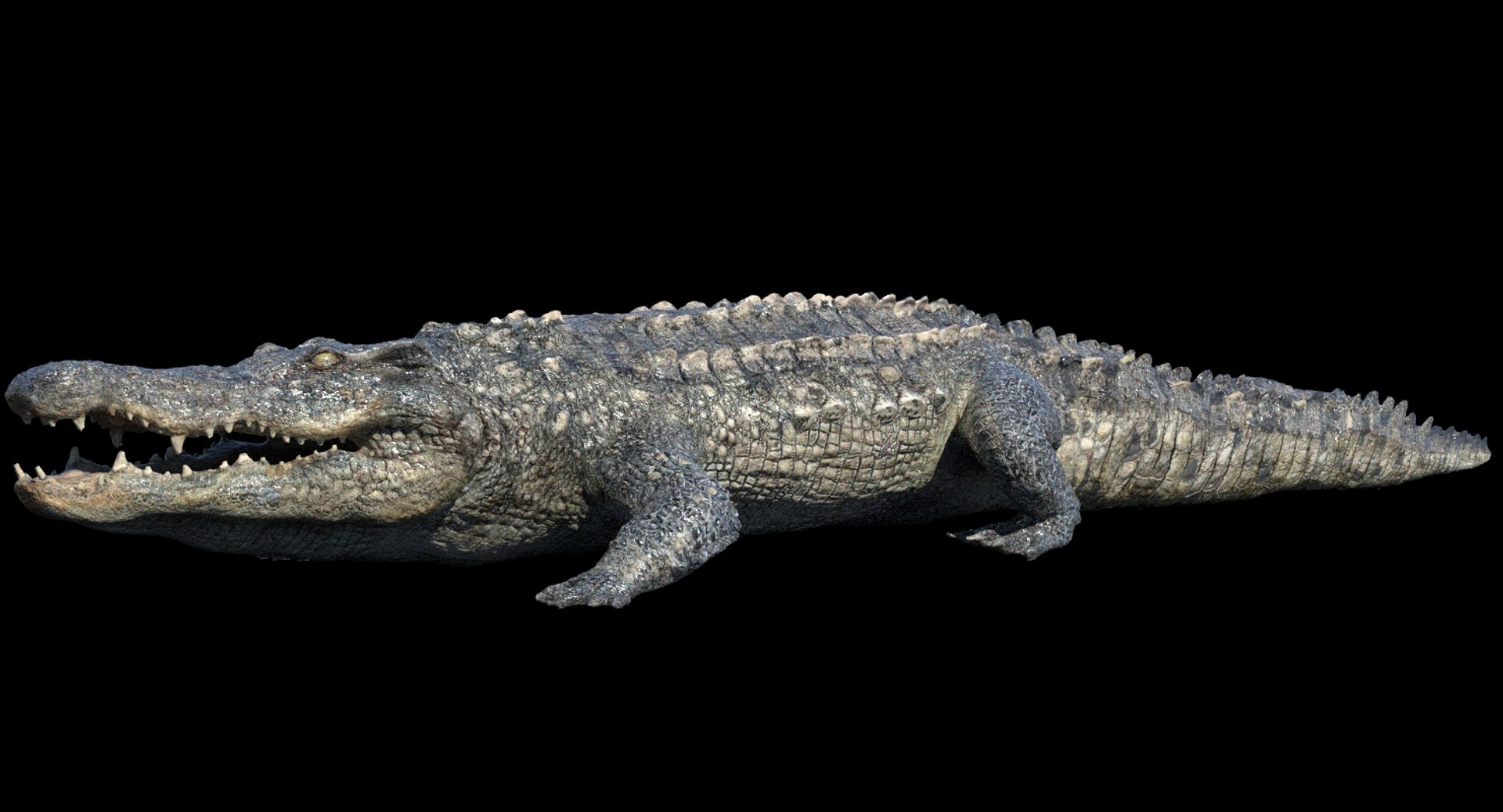 realistic crocodile rigged 3d model