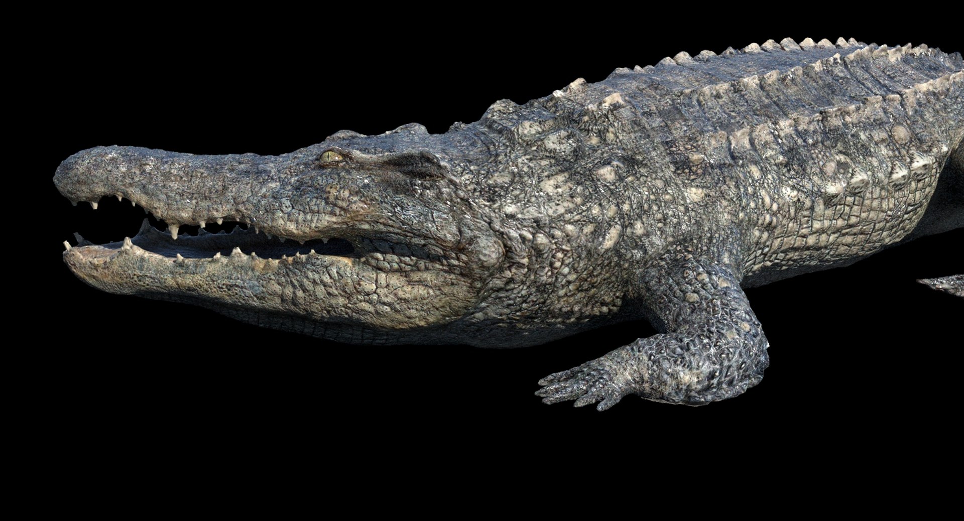 realistic crocodile rigged 3d model