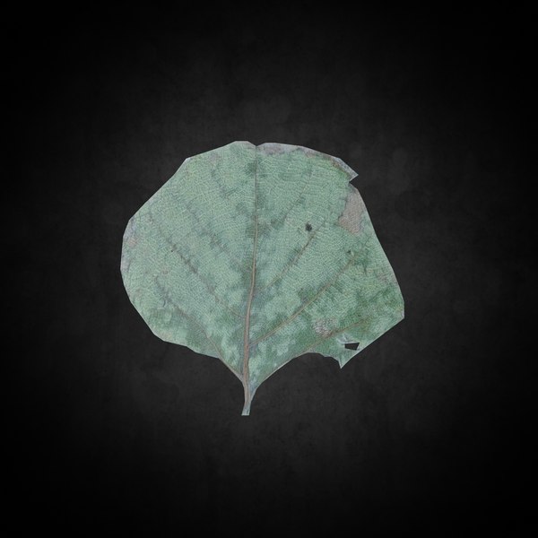 Low Poly Leaf 029 3D - TurboSquid 1852376