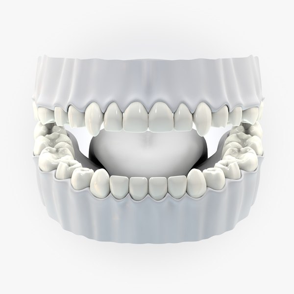modelo 3d Dientes y lengua sin textura. - TurboSquid 1272201
